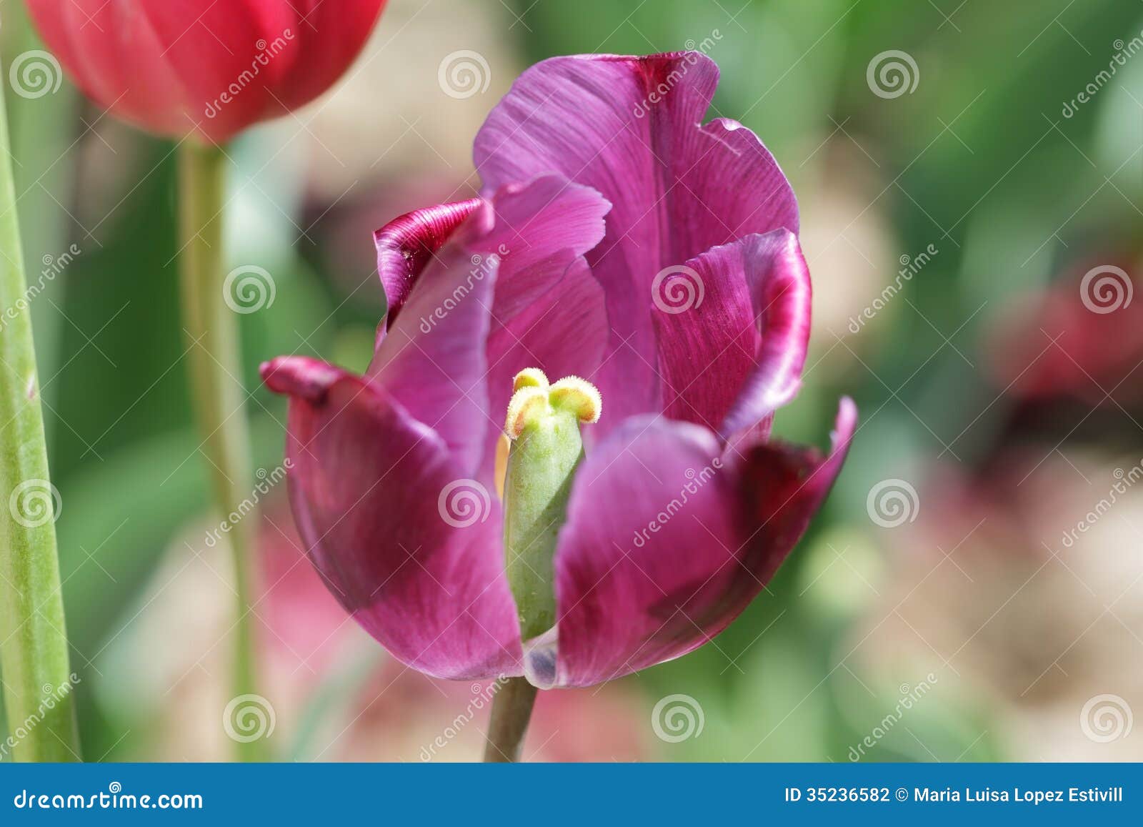 Lilac tulip stock photo. Image of tulips, pink, spring - 35236582