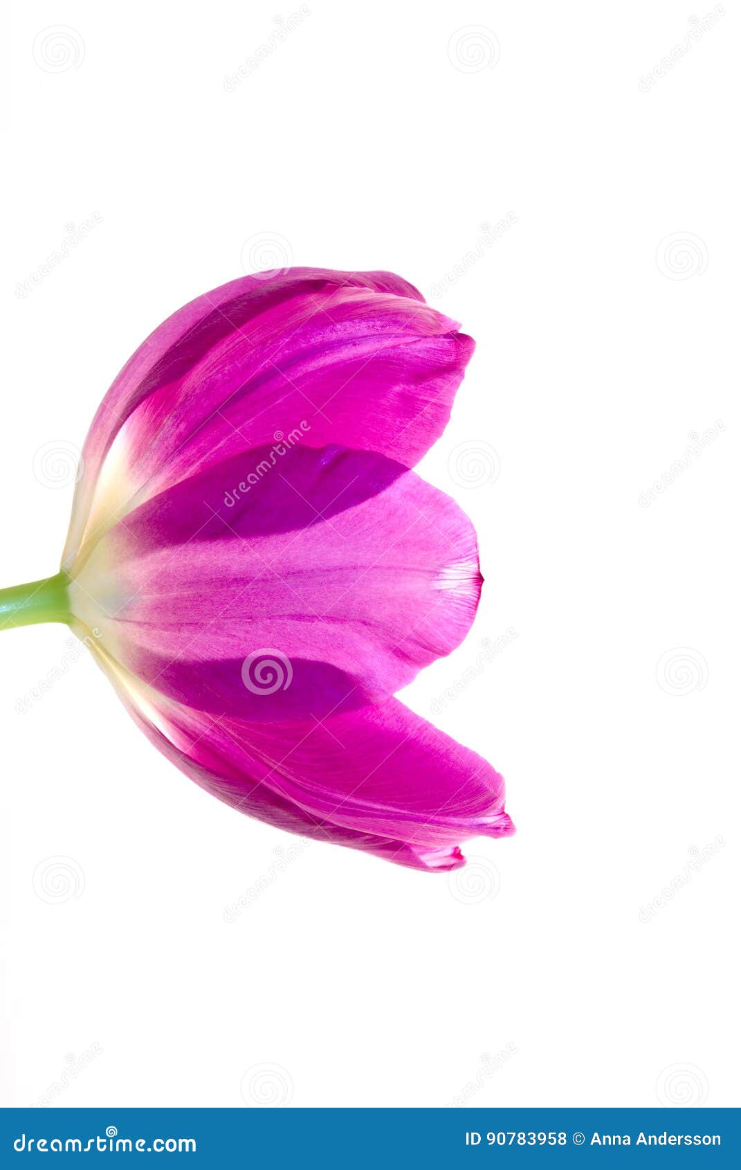 Lilac Tulip Profile White Stock Photos - Free & Royalty-Free Stock ...