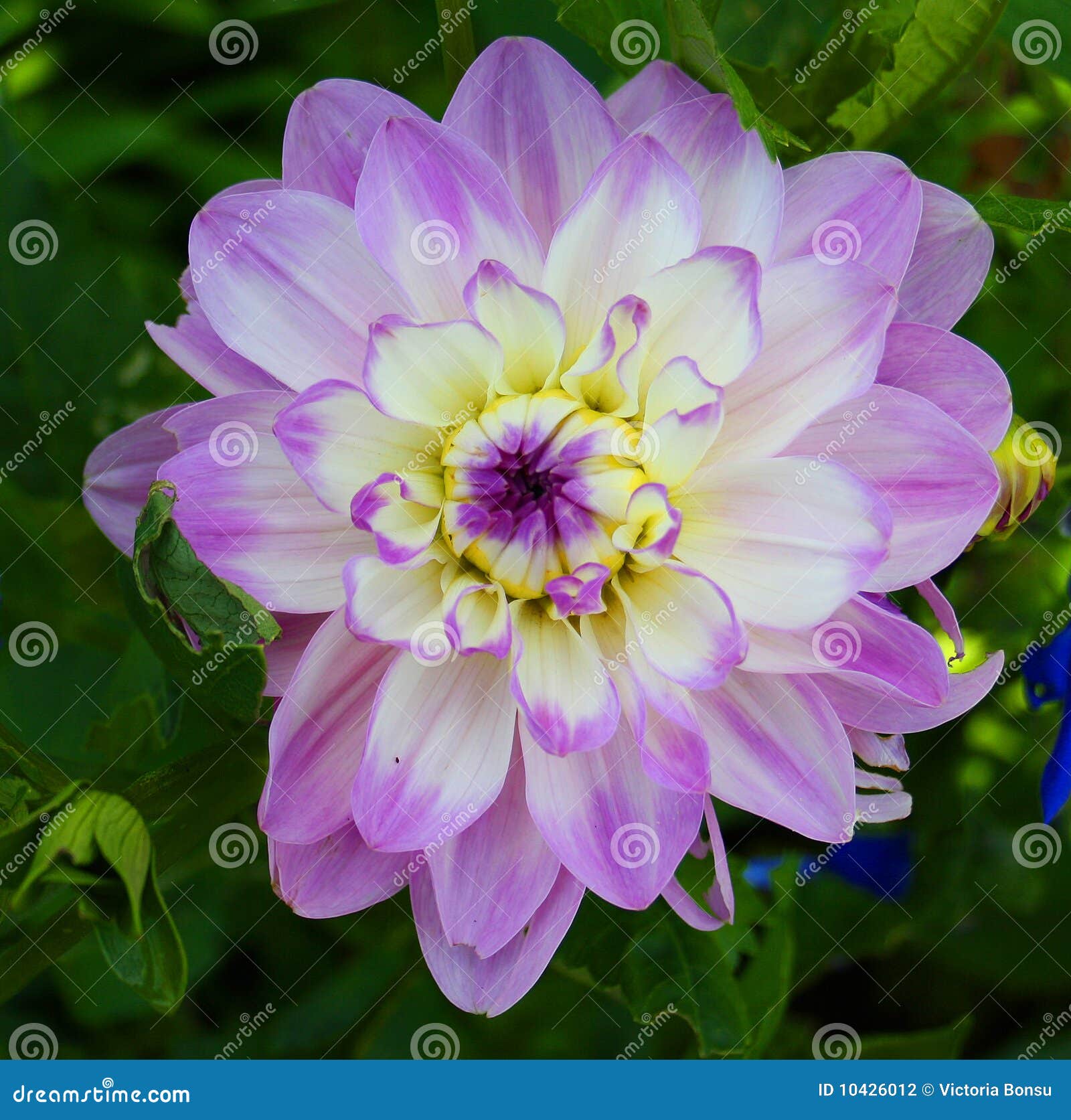 Lilac and white flowers stock photo. Image of lilac, petals - 10426012