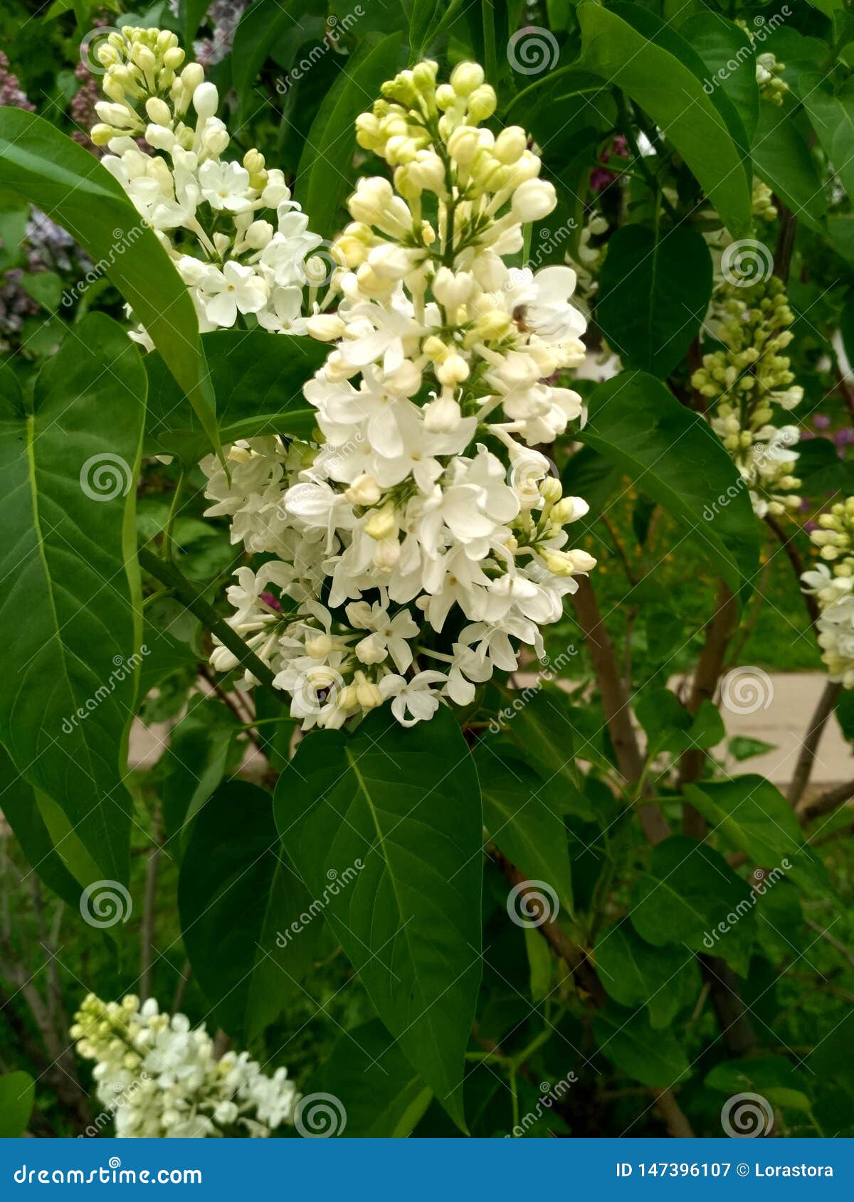 Lilac white terry stock image. Image of terry, trees - 147396107