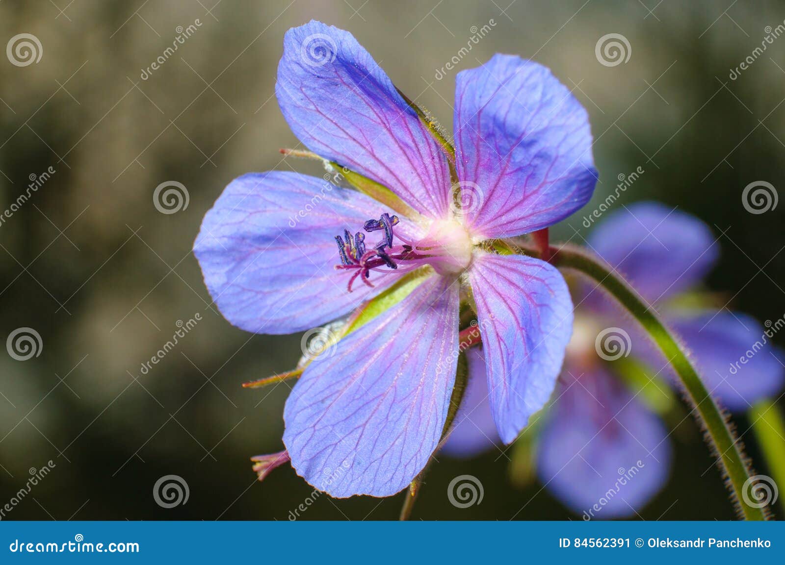 Lilac Wild Flowers at Spring Time Stock Image - Image of flower ...