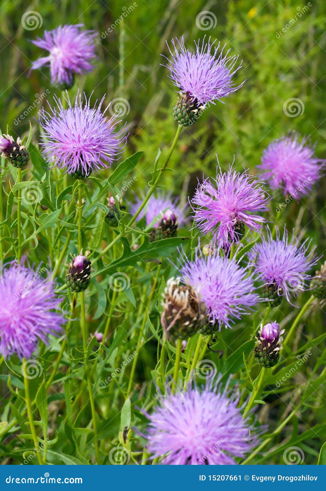 Lilac Wild Flowers of Transbaikalia Stock Image - Image of botanic ...