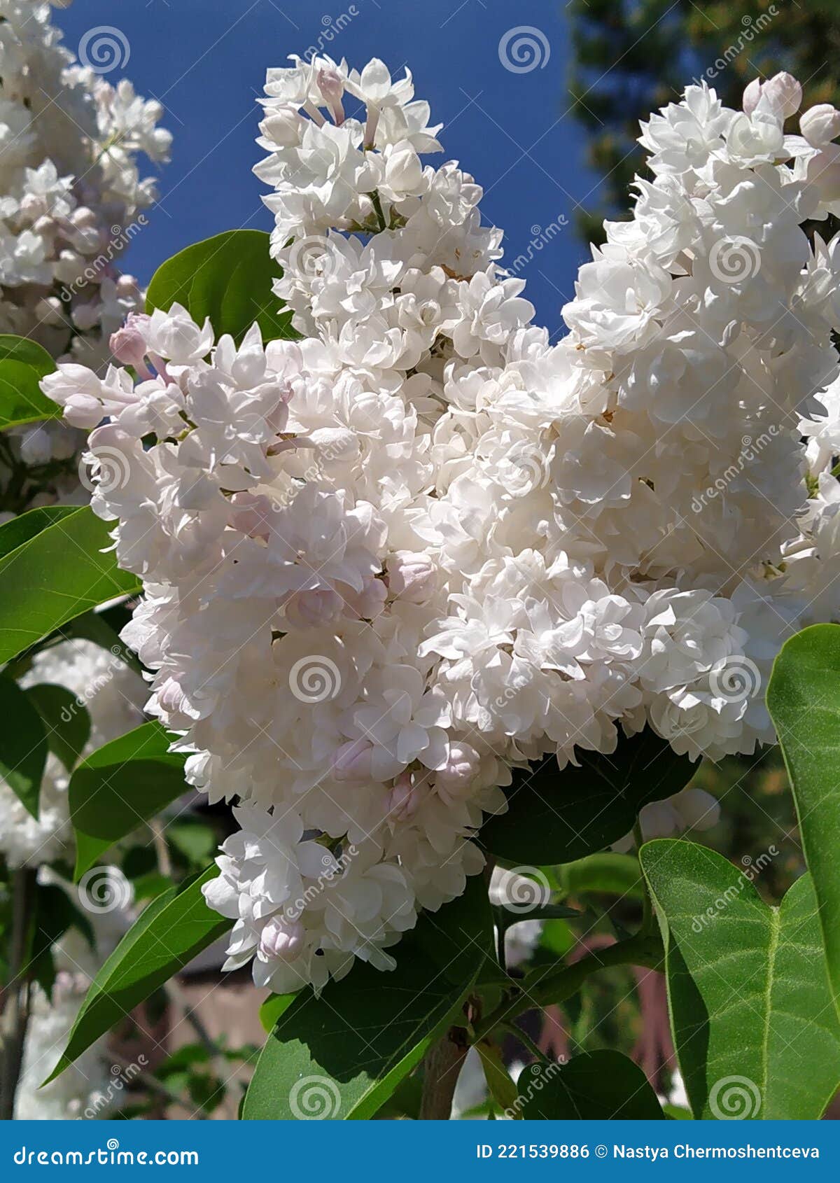 Lilac in winter stock photo. Image of blooming, nature - 221539886