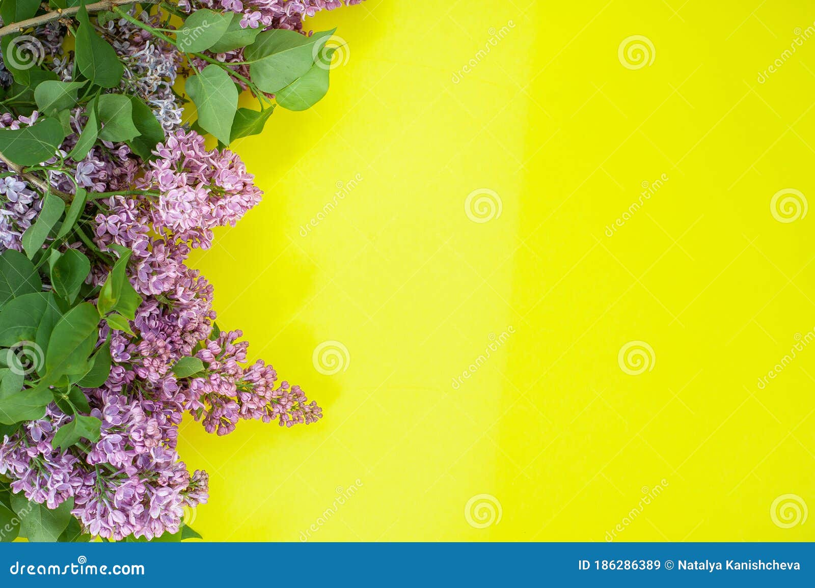 Lilac on a Yellow Background. Free Space Stock Image - Image of ...