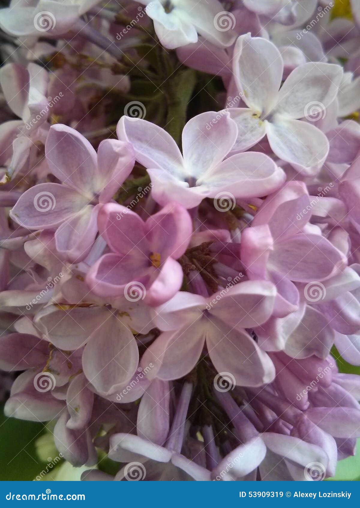 Lilack flowers stock image. Image of beautiful, flowers - 53909319