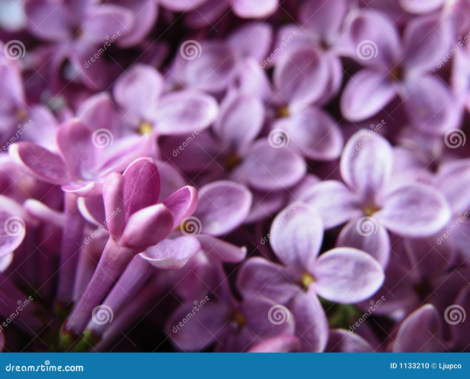 Lilacs stock photo. Image of color, blossoming, leaves - 1133210