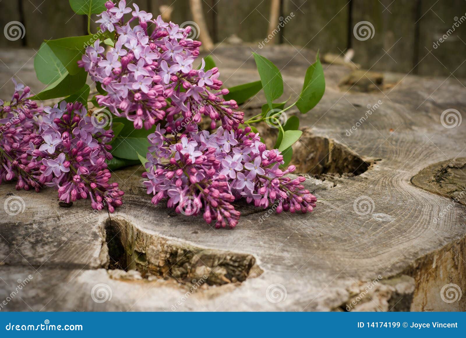Lilacs stock image. Image of green, pretty, spring, bunch - 14174199