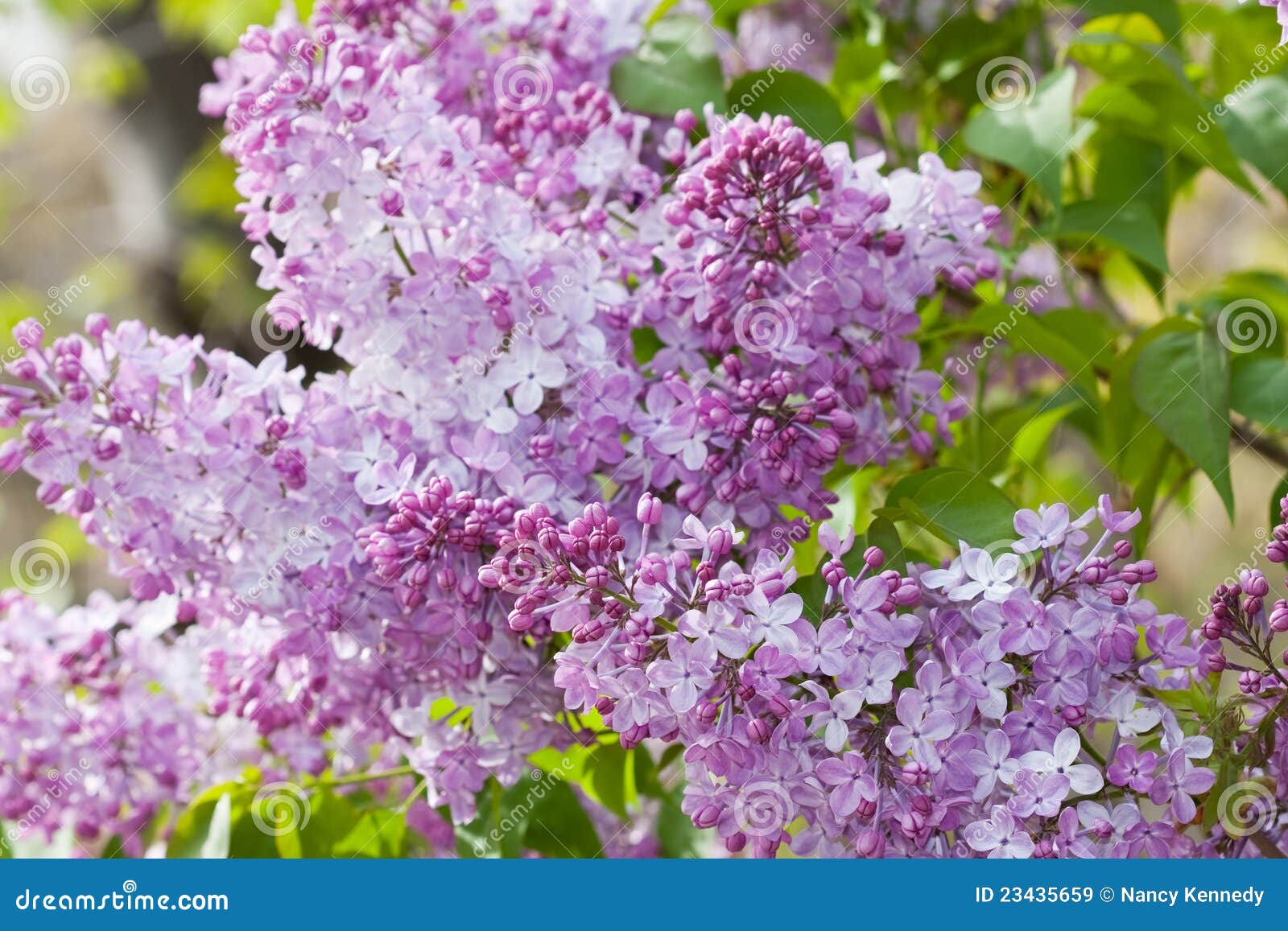 Lilacs stock image. Image of plant, close, lilacs, purple - 23435659