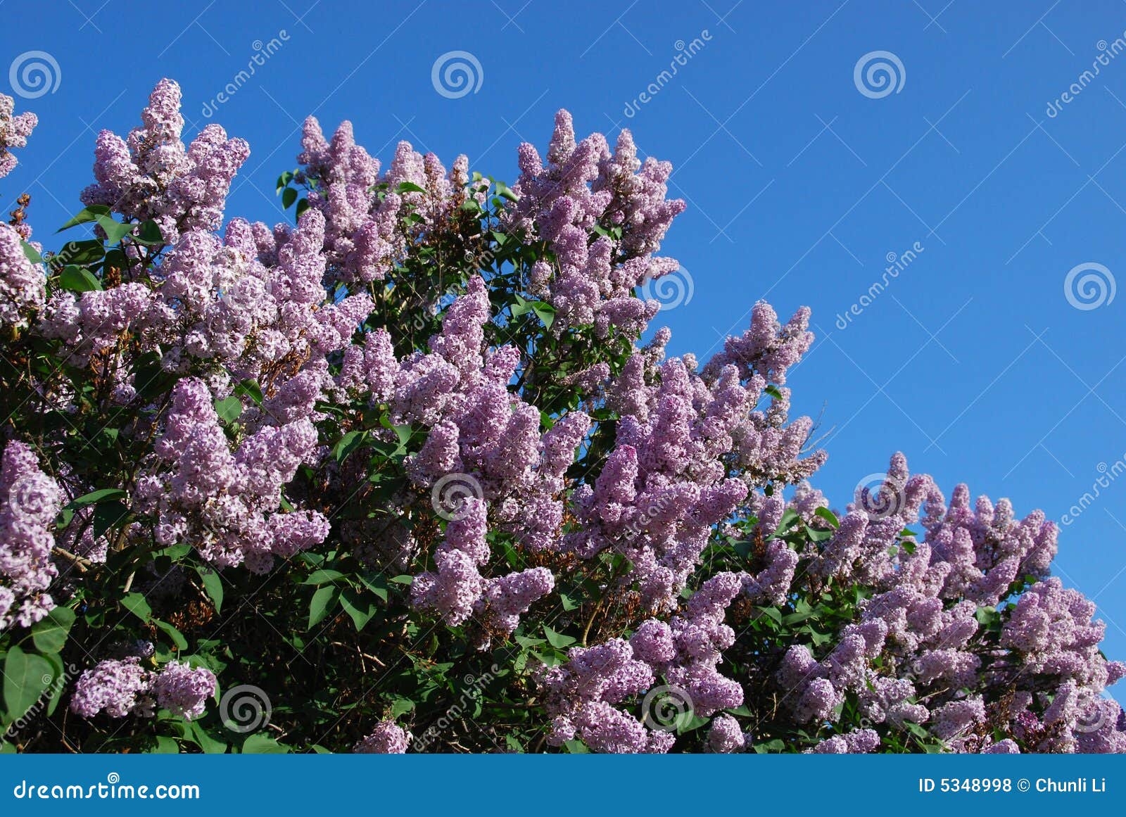 Lilacs stock photo. Image of leaf, plants, springtime - 5348998