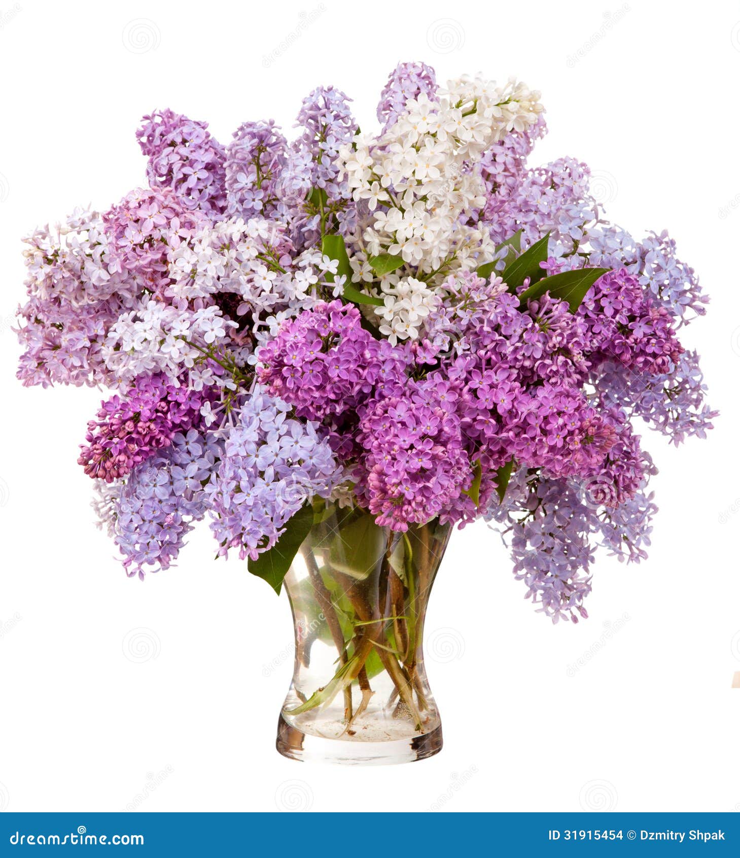 Lilacs in a glass vase stock photo. Image of aromatic - 31915454