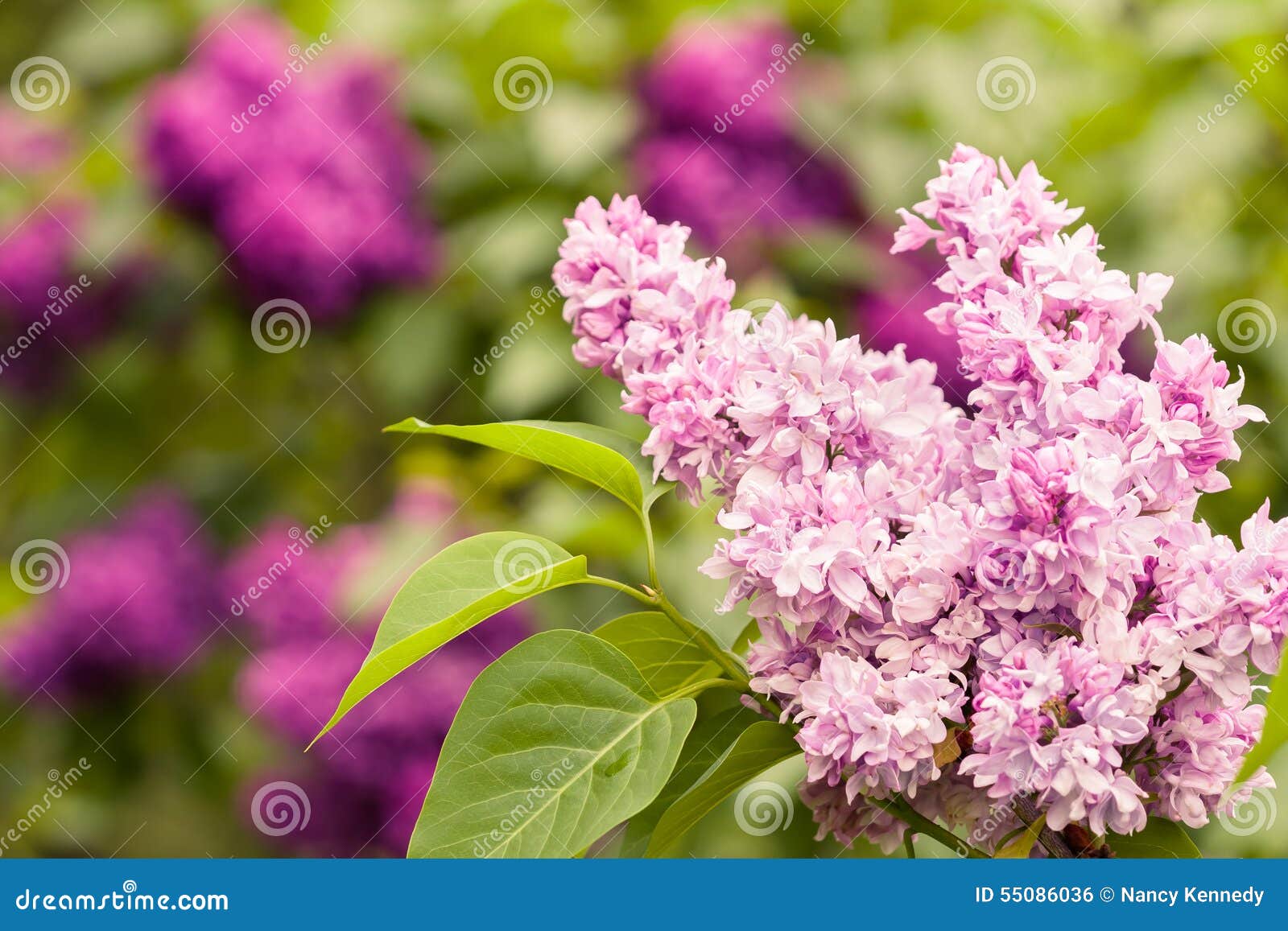 Lilacs stock photo. Image of growiing, delicate, space - 55086036