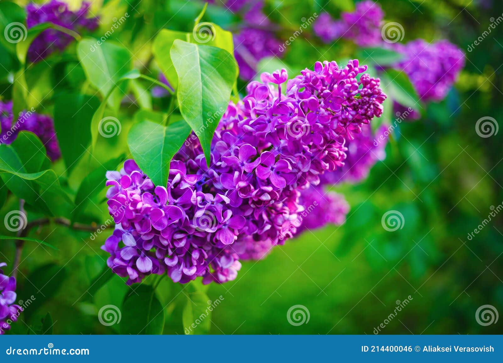 Lilacs in nature stock photo. Image of colour, aromatic - 214400046