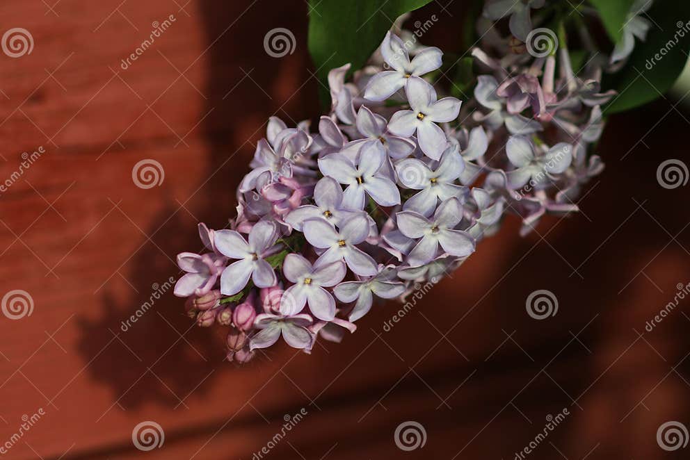 Lilacs by the Old Red Wall. Stock Photo - Image of grythengen ...