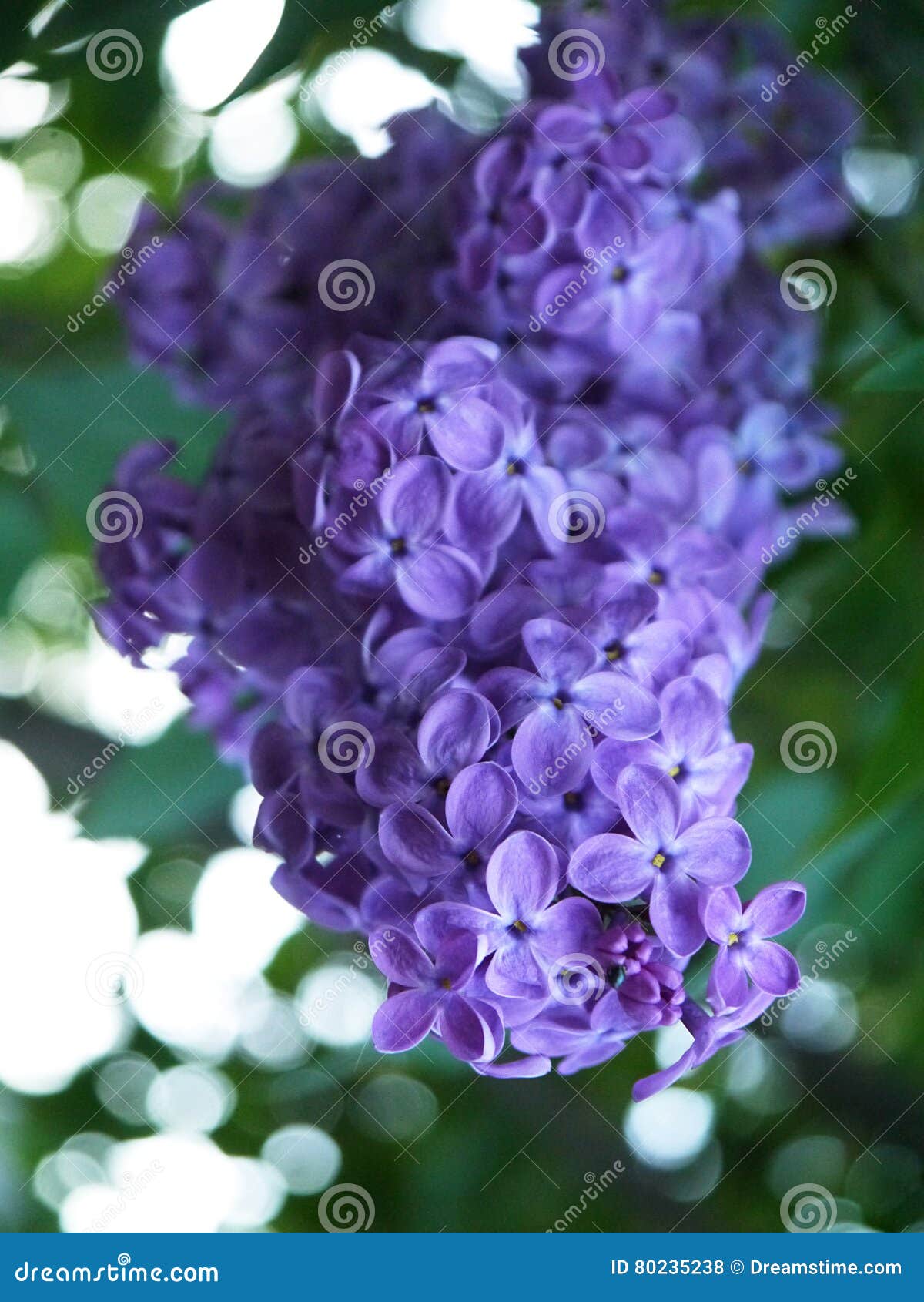 Lilacs stock photo. Image of lilac, small, flowers, macro - 80235238