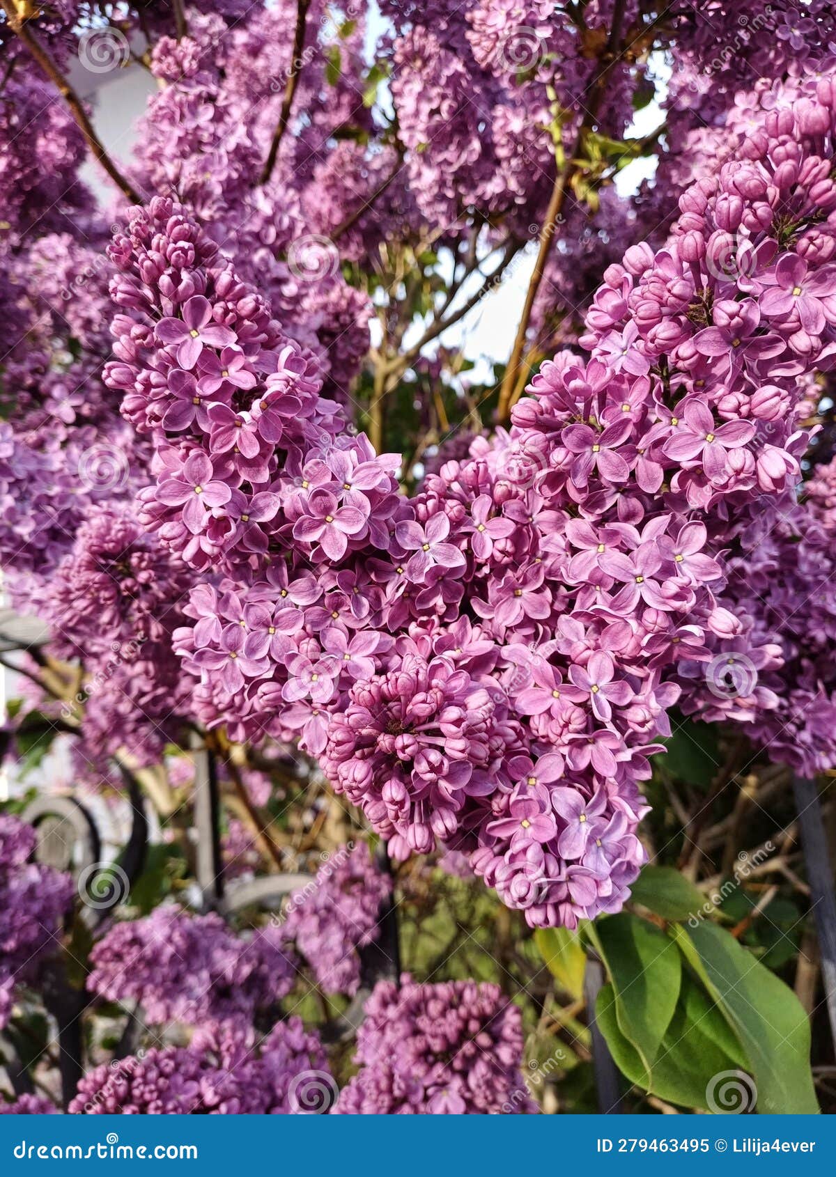 Lilacs, smell of spring stock image. Image of flower - 279463495