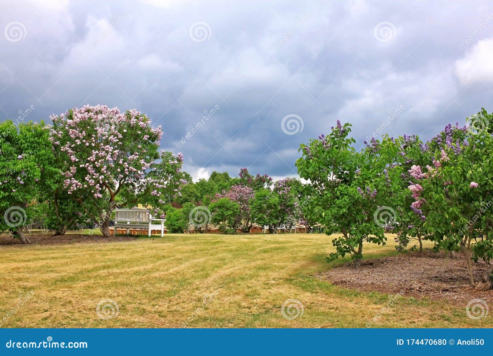 Lilacs in the spring stock photo. Image of vegetation - 174470680