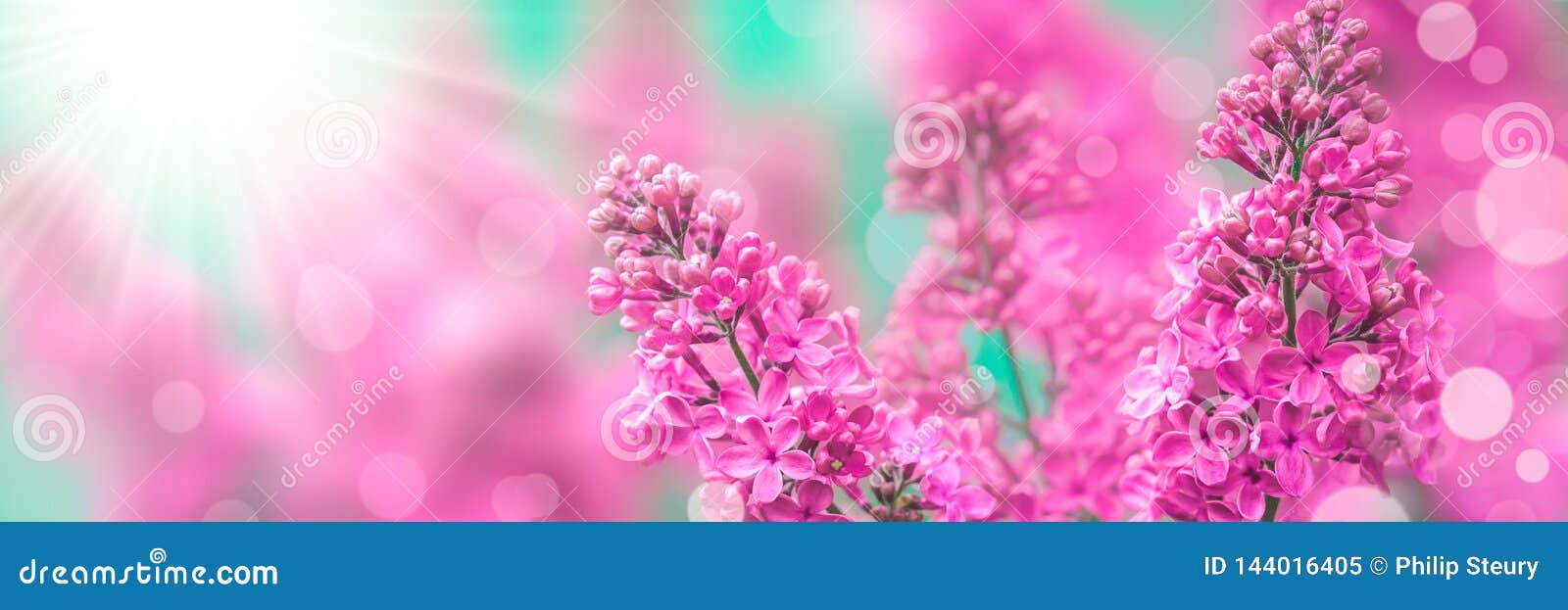 Lilacs in the Spring stock image. Image of background - 144016405