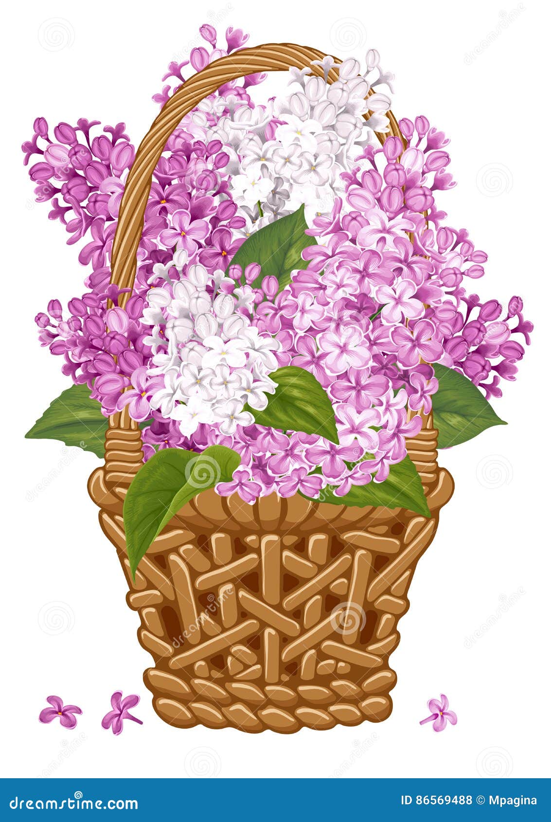 Lilas dans le panier illustration de vecteur. Illustration du cadeau ...