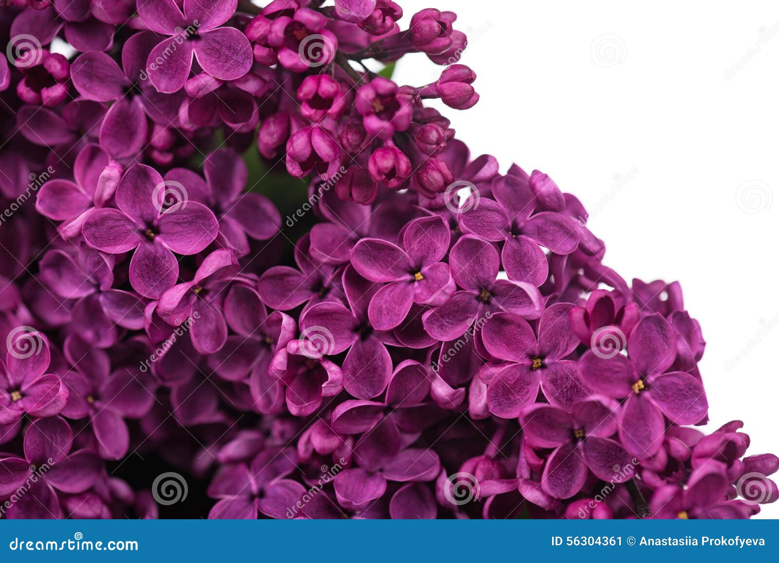 Lilas pourpré image stock. Image du abstrait, lilas, buisson - 56304361