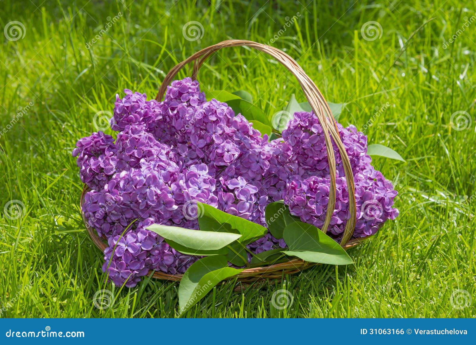 Lilas rose dans un panier photo stock. Image du bouquet - 31063166