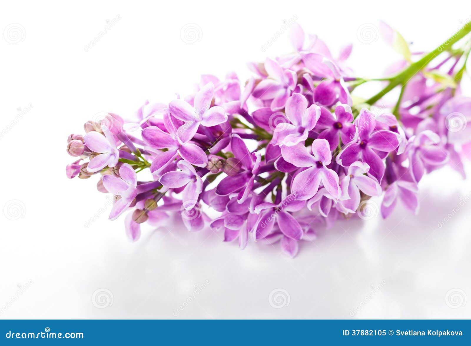 Lilas violet image stock. Image du groupe, bouquet, attrayant - 37882105