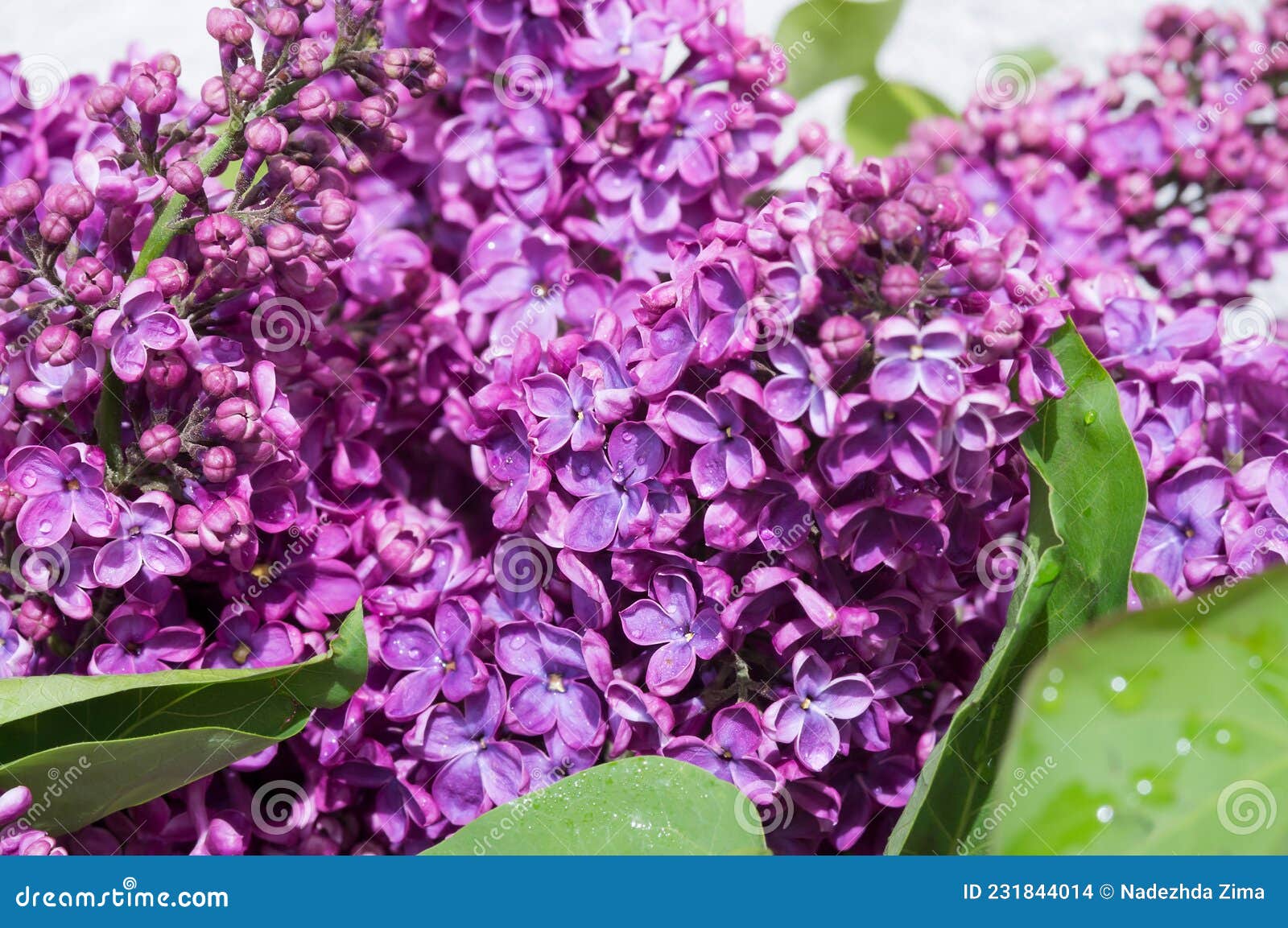 Lilases Em Close. Sangue De Lilases. Flores Roxas. Gotas Em Flores Foto ...