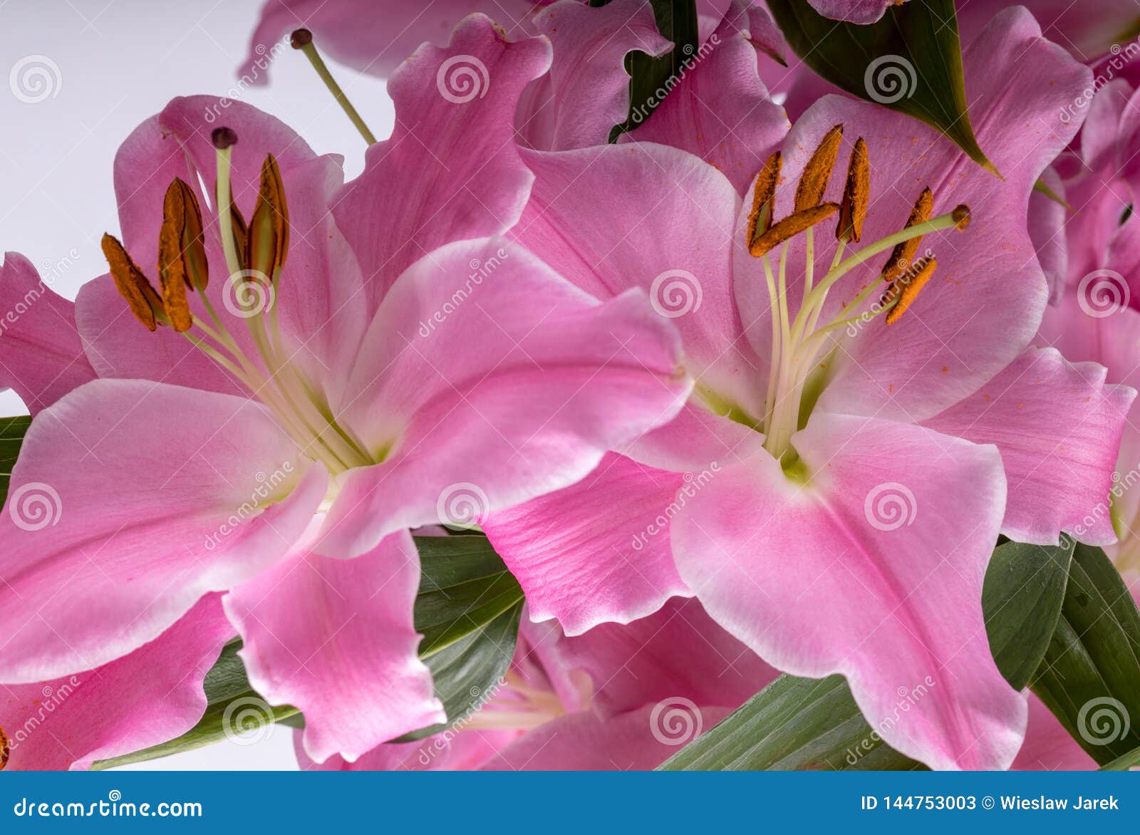 Close-up of Pink Liles Flowers. 库存图片 - 图片 包括有 魔术, 一堆: 144753003