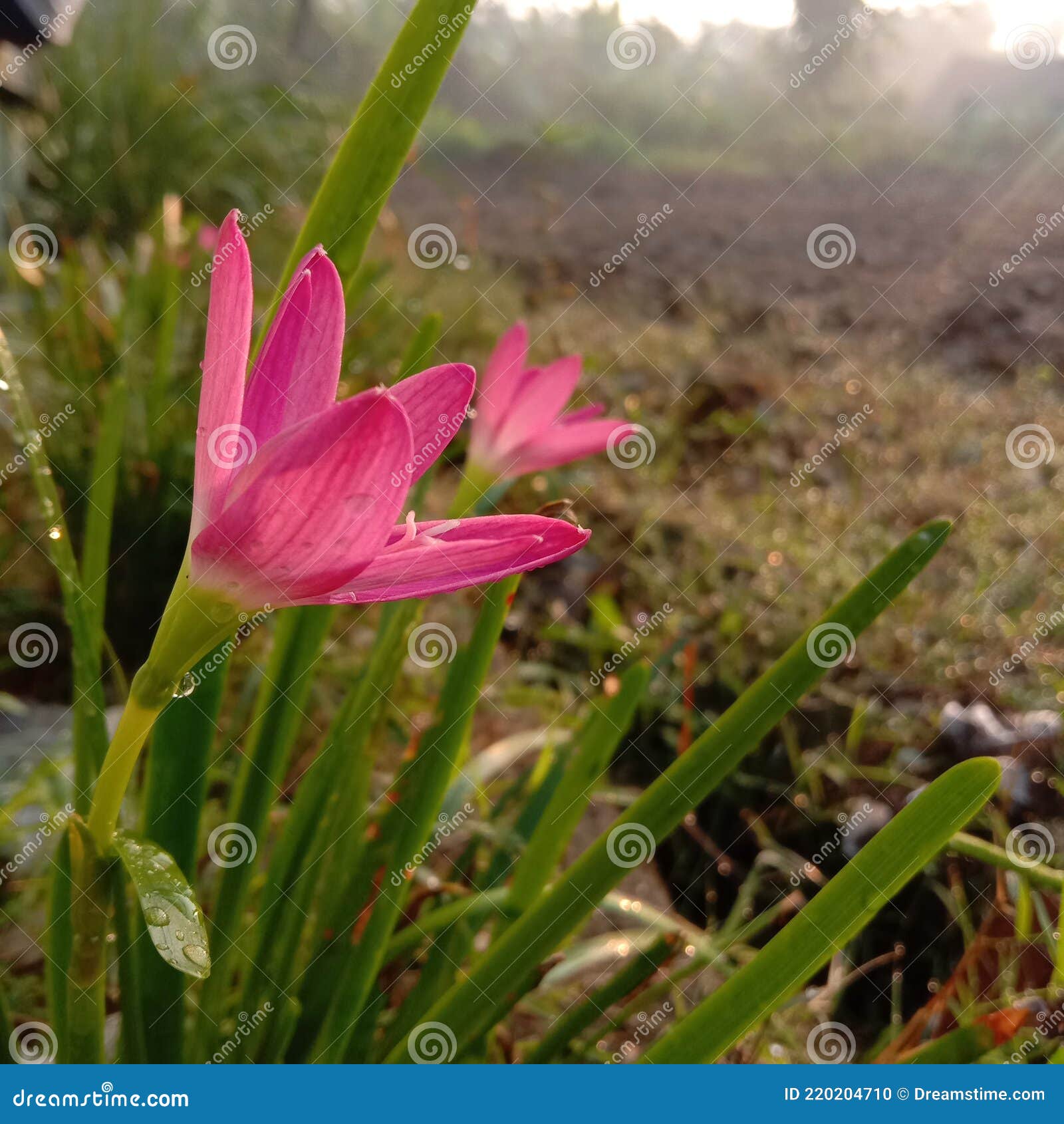 Bunga Lili Paris Or Spider Plant, Has Green Leaf With Yellow Stripes In ...