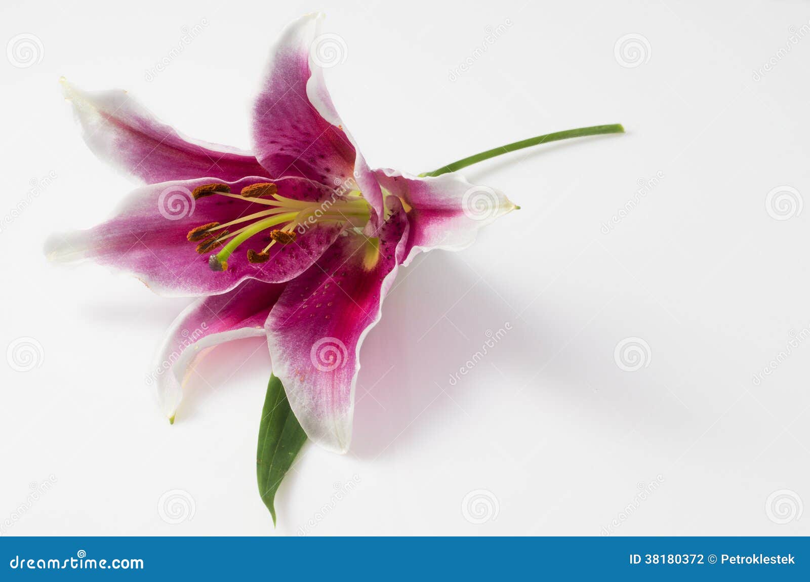 Lilia stock photo. Image of green, lilies, lillies, asian - 38180372