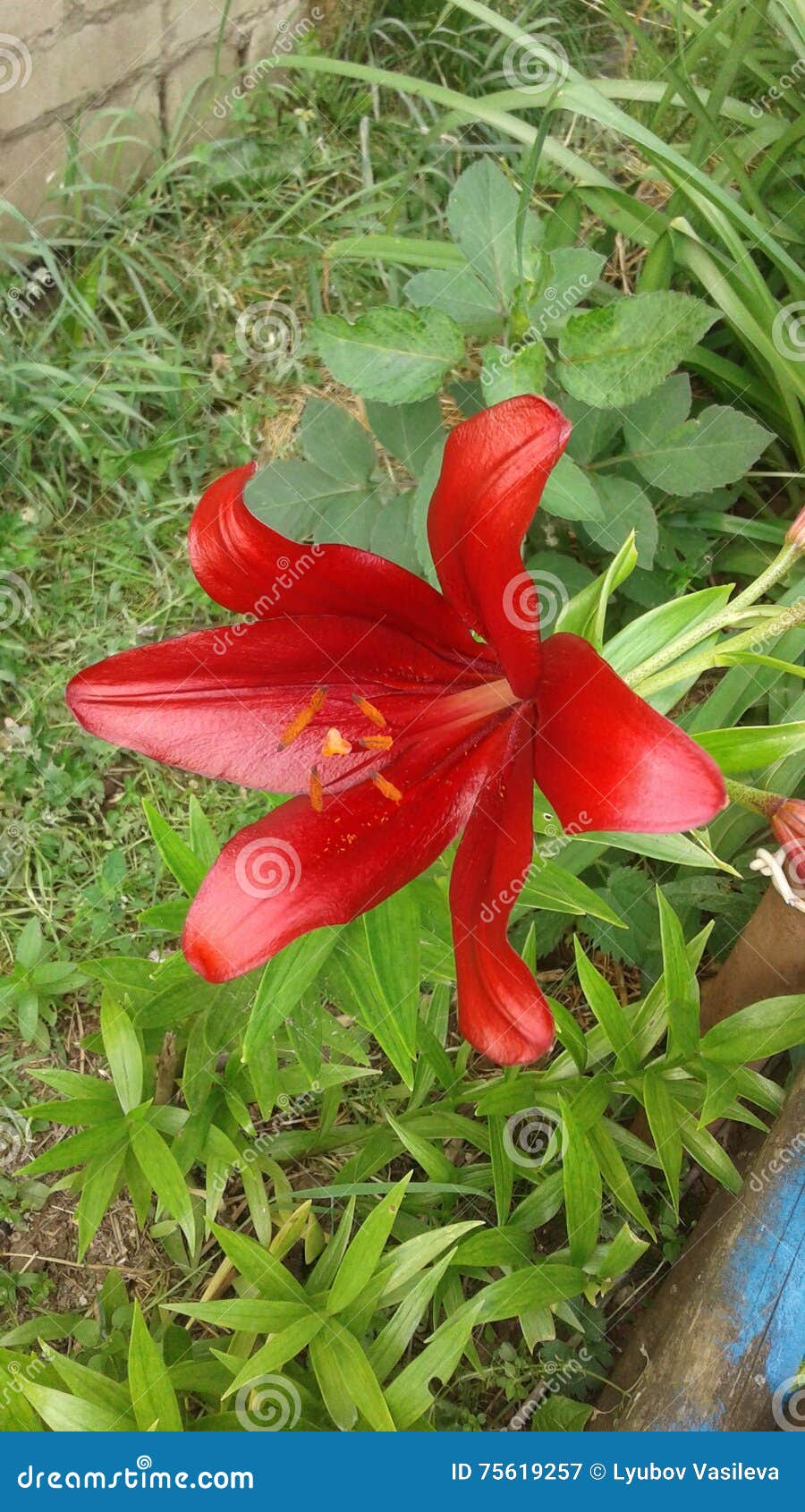 Lilia stock image. Image of lilia, bayet, beautiful, colors - 75619257