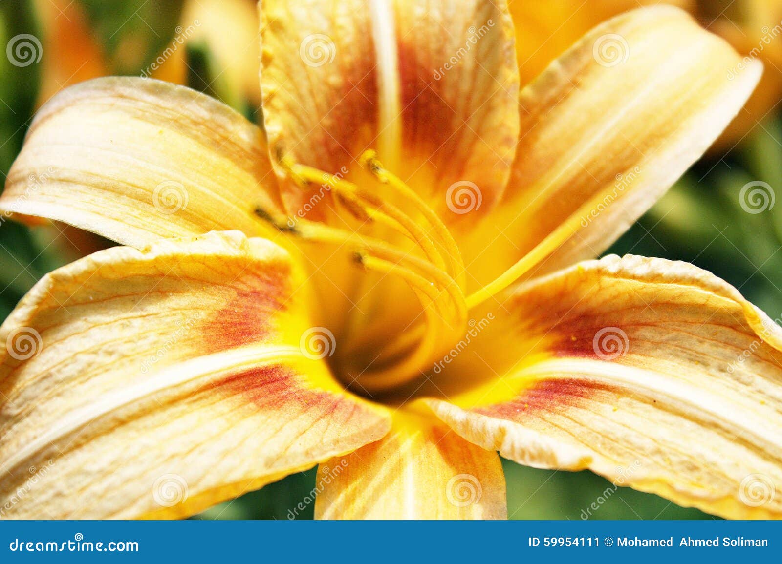 Lily flower stock image. Image of blooming, lilac, lilia - 59954111