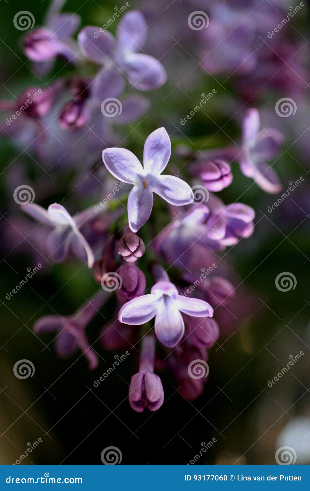 Liliac stock photo. Image of garden, flowerbud, purple - 93177060