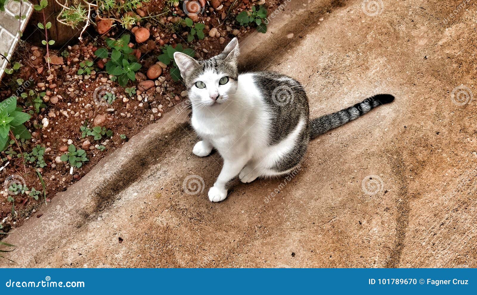 Arisca Gata Stock Photos - Free & Royalty-Free Stock Photos from Dreamstime