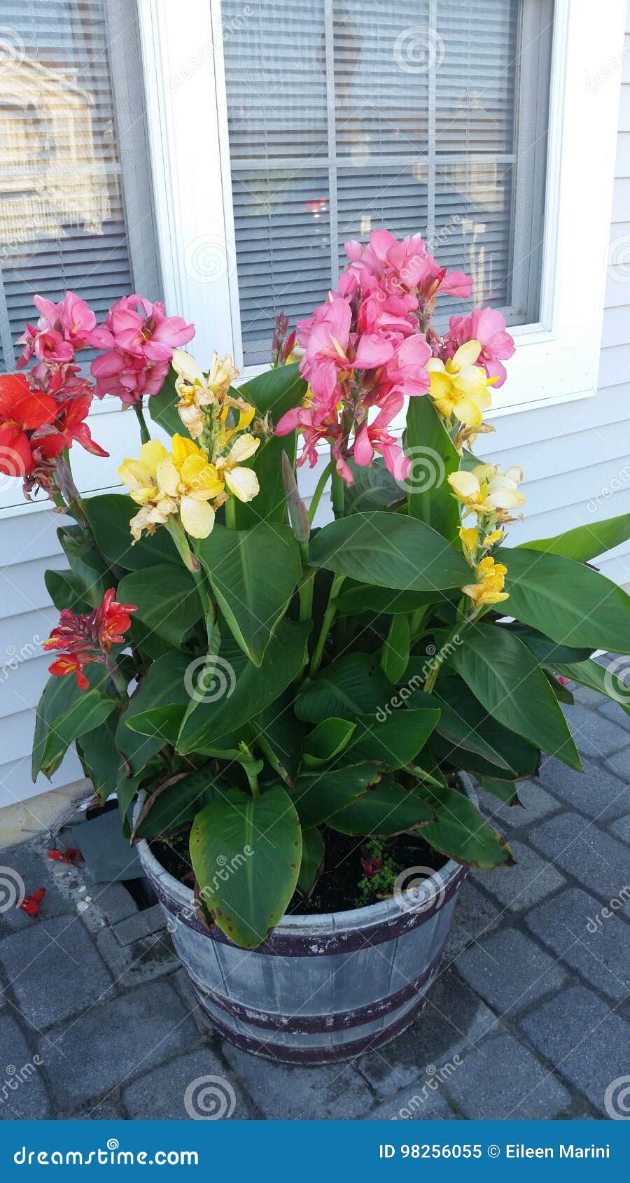 Lilies stock image. Image of colors, beautiful, barrel - 98256055