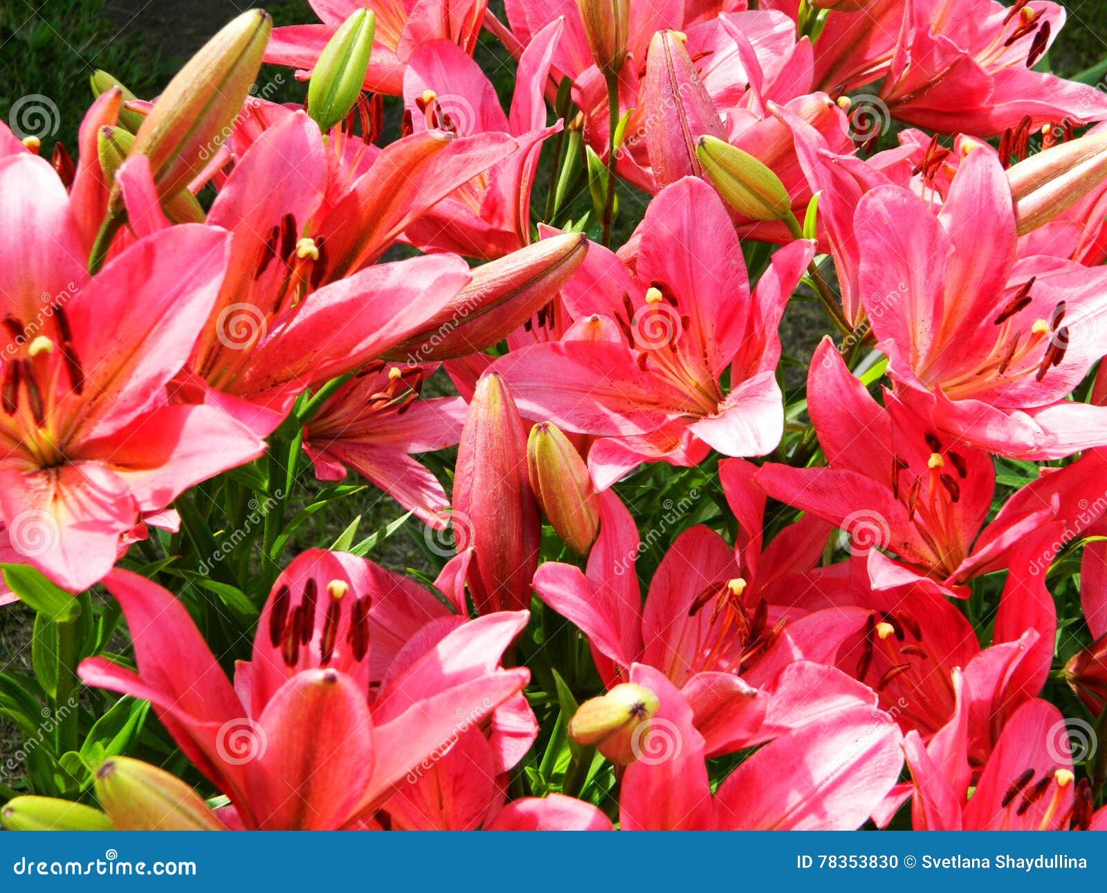Lilies bright pink stock photo. Image of close, plant - 78353830