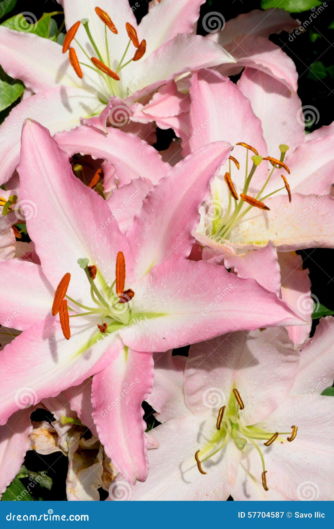 Lilies stock image. Image of detail, lilies, close, white - 57704587