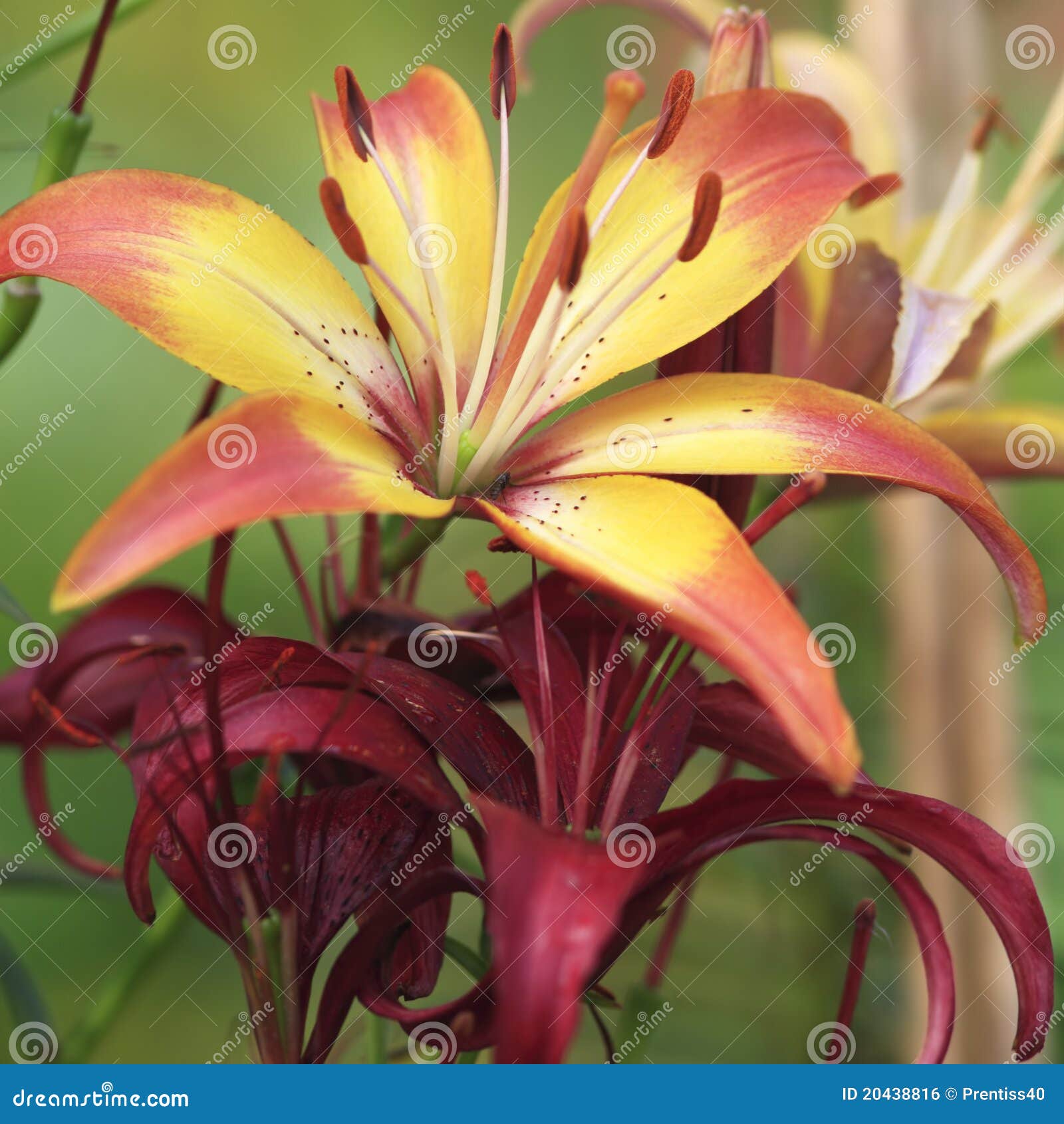 Lilies bush stock photo. Image of pistil, petals, garden - 20438816