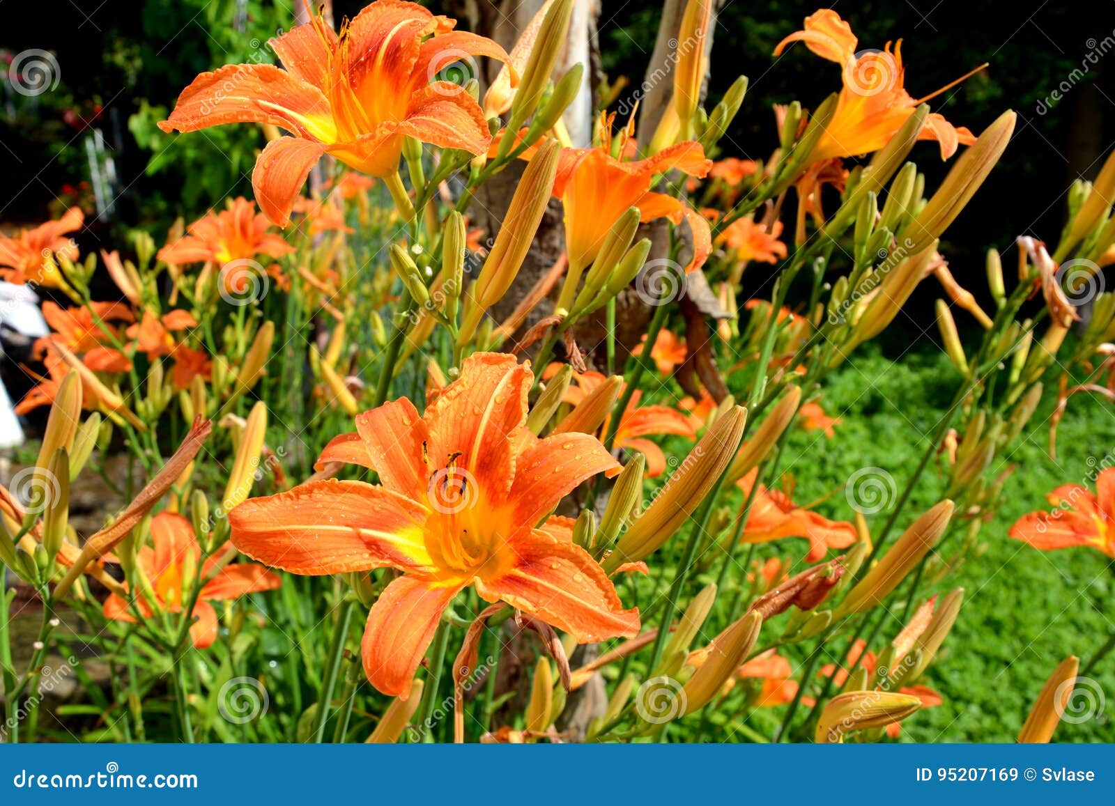 Lilies in the garden stock image. Image of fresh, countryside - 95207169