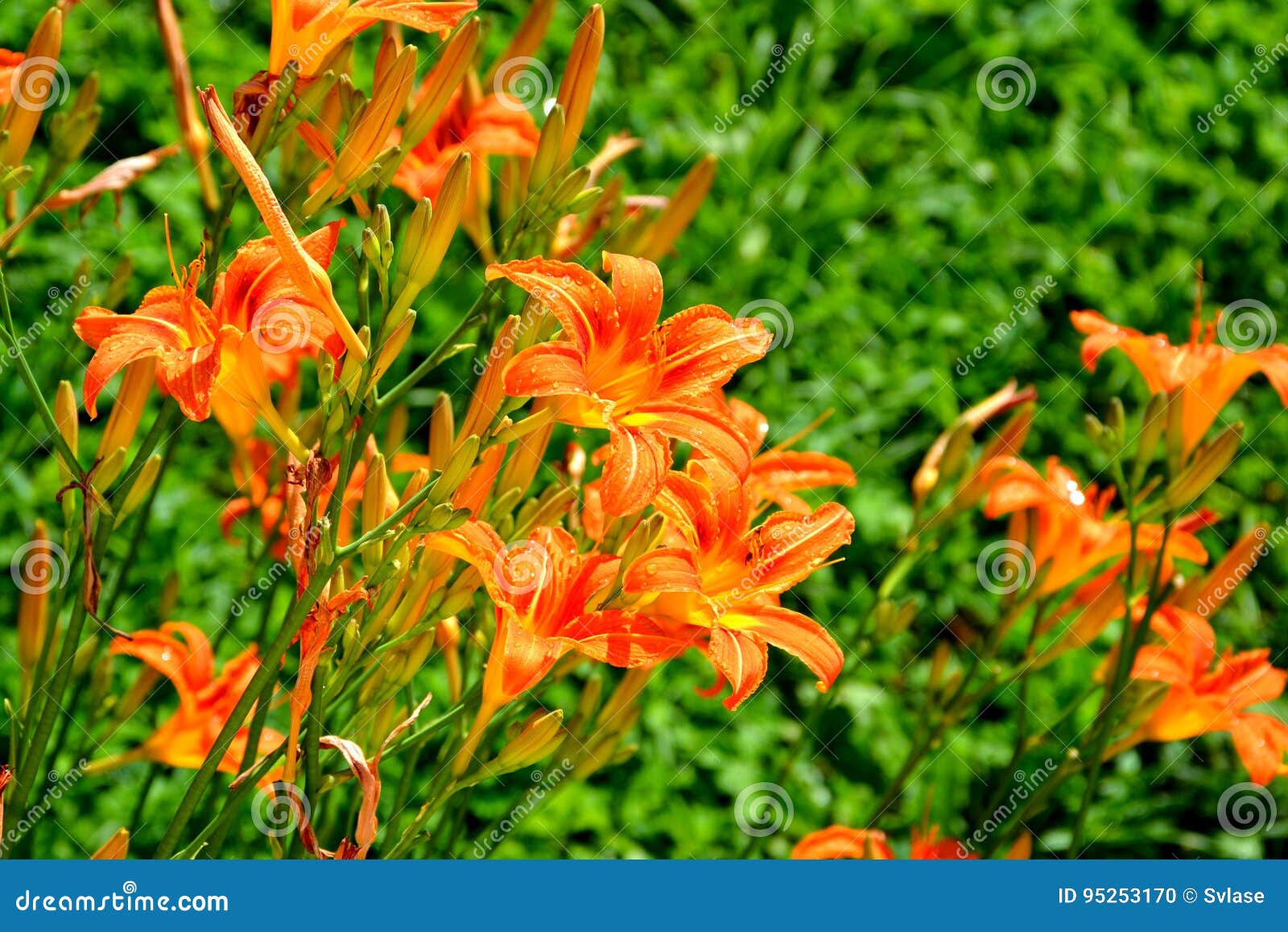 Lilies in the garden stock photo. Image of background - 95253170