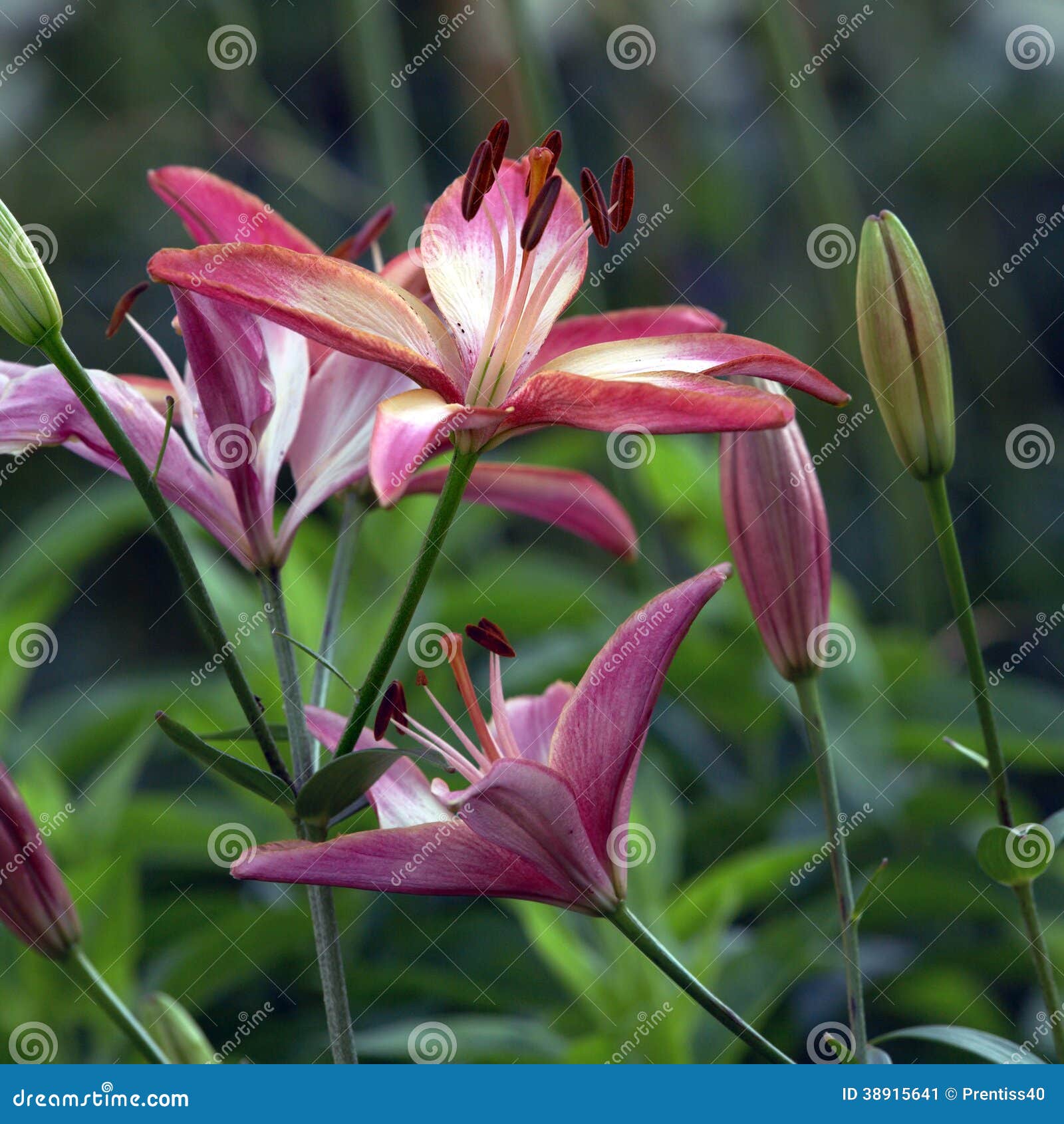 Lilies in garden stock image. Image of blossom, pistil - 38915641