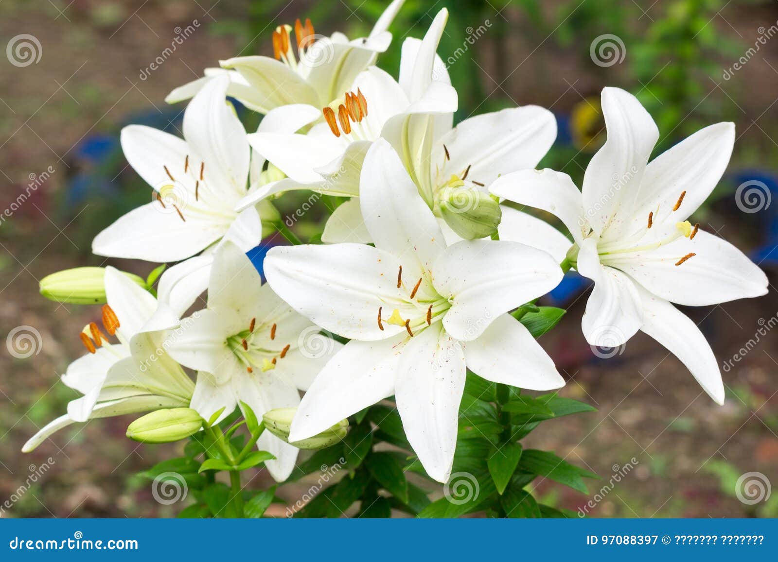 Lilies in the garden stock image. Image of beauty, lilly - 97088397