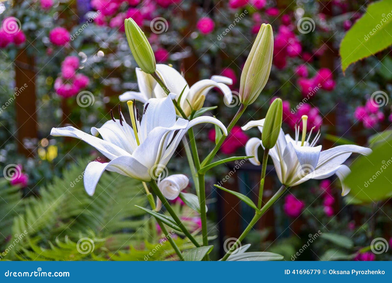 Lilies in the home garden stock image. Image of green - 41696779