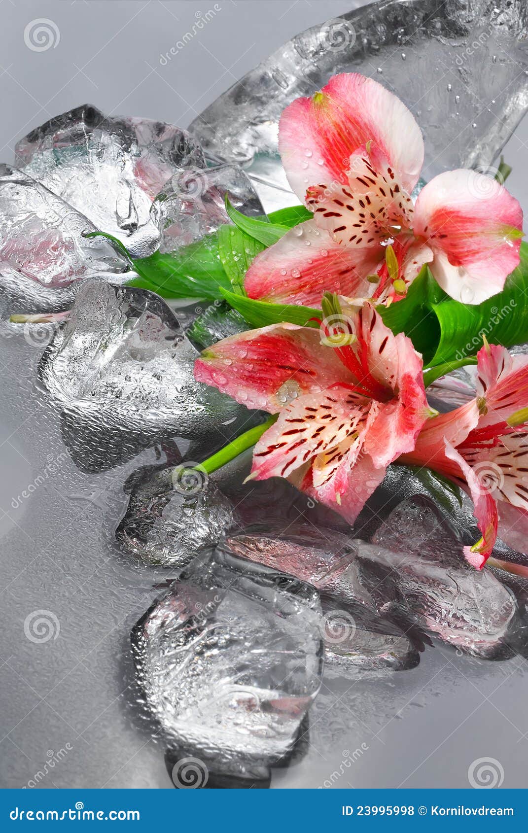 Lilies with ice stock photo. Image of color, glitter - 23995998