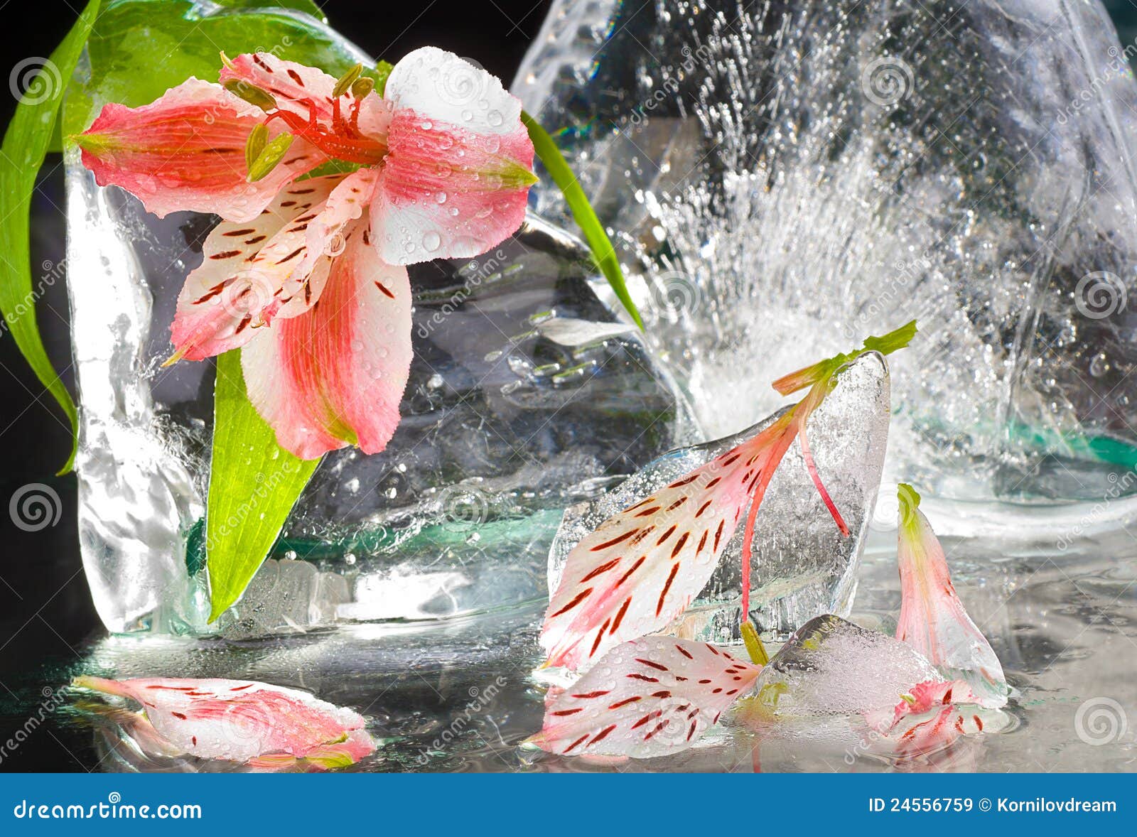 Lilies with ice stock image. Image of liquid, floral - 24556759