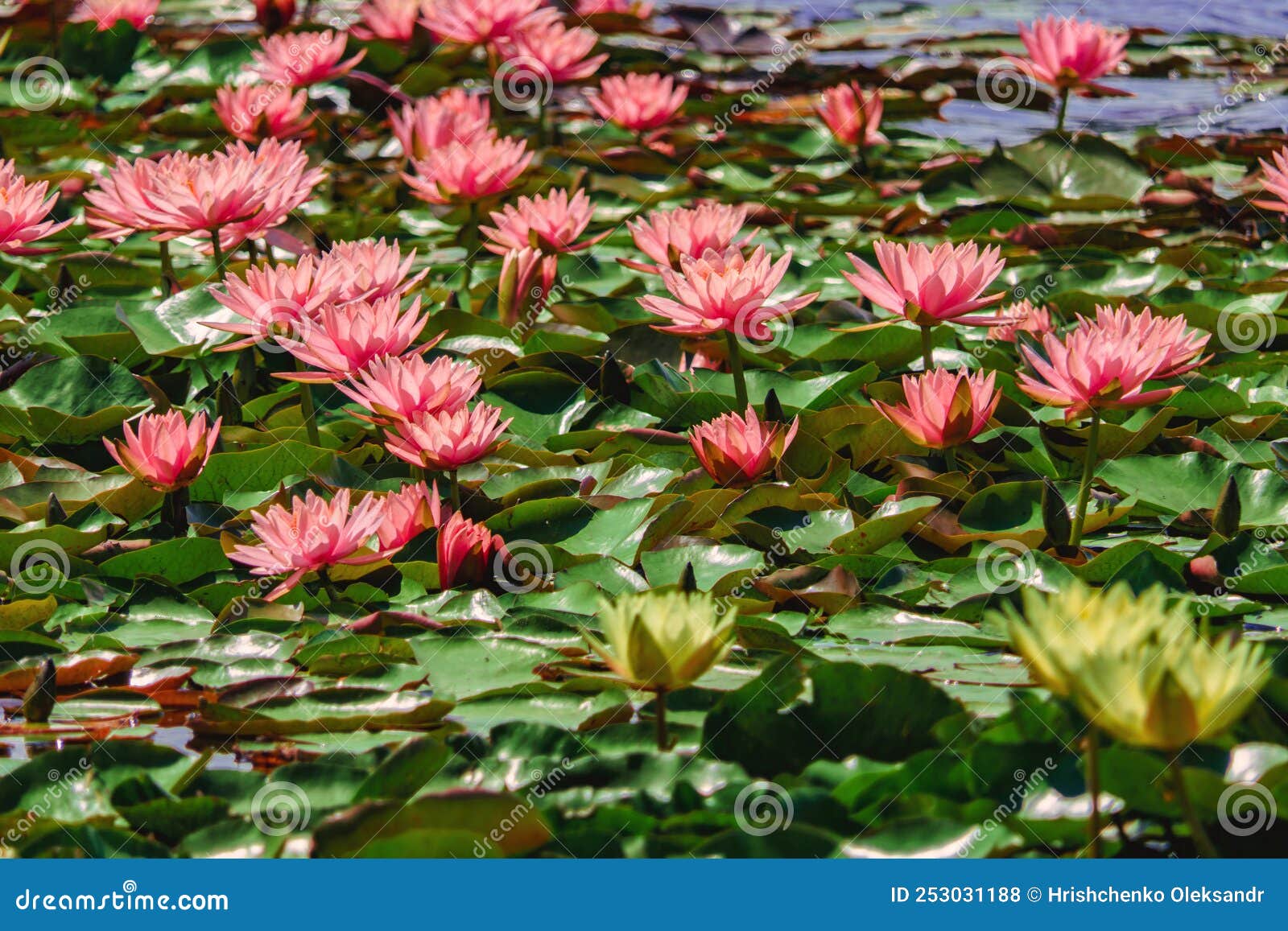 Lilies of Pink Color in the Pond Stock Photo - Image of lilly ...