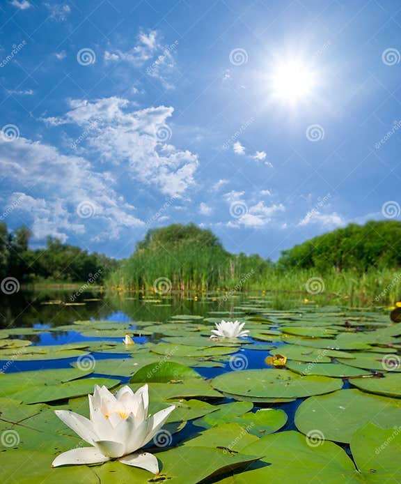 Lilies and a sun stock photo. Image of energy, river - 18164606