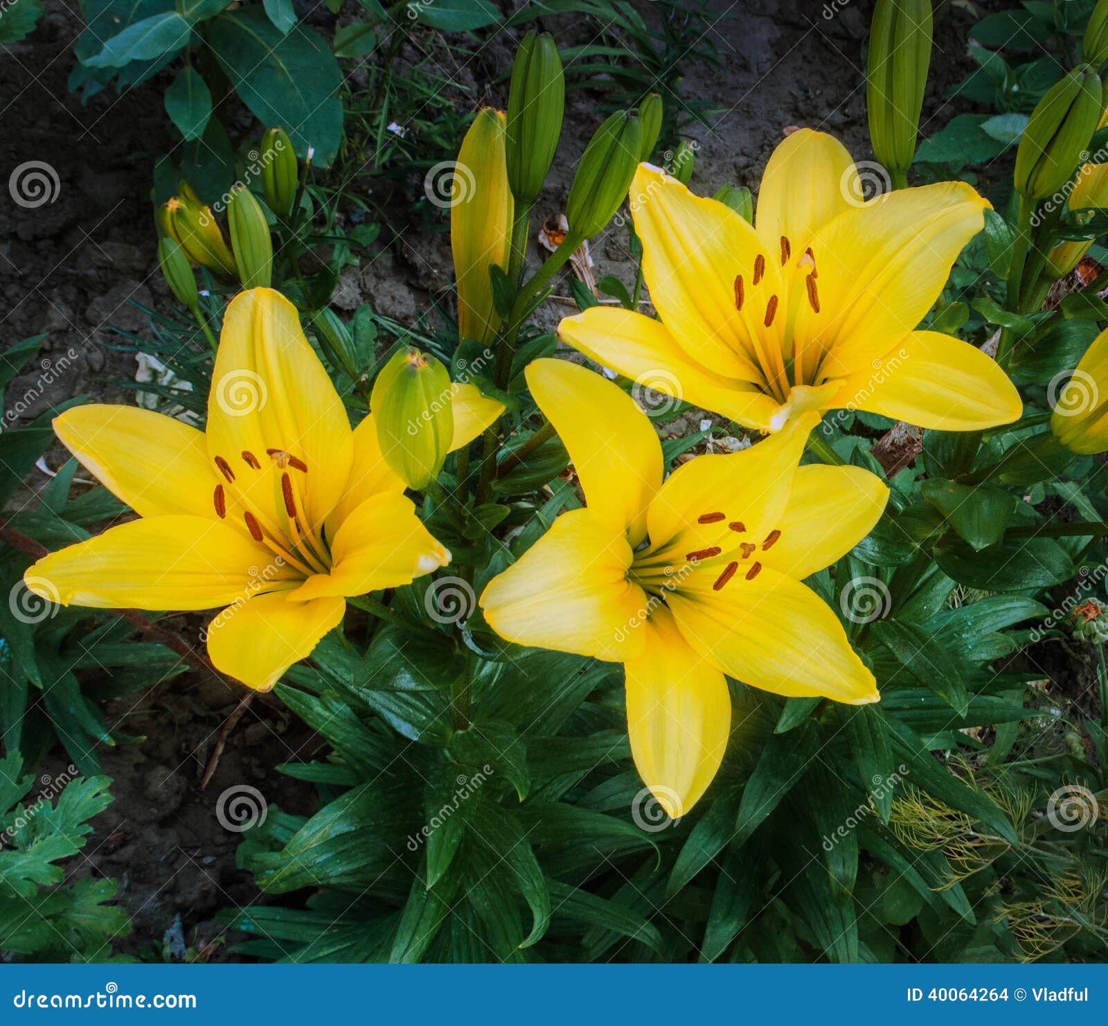 Lilies stock photo. Image of raceme, parc, lily, natural - 40064264