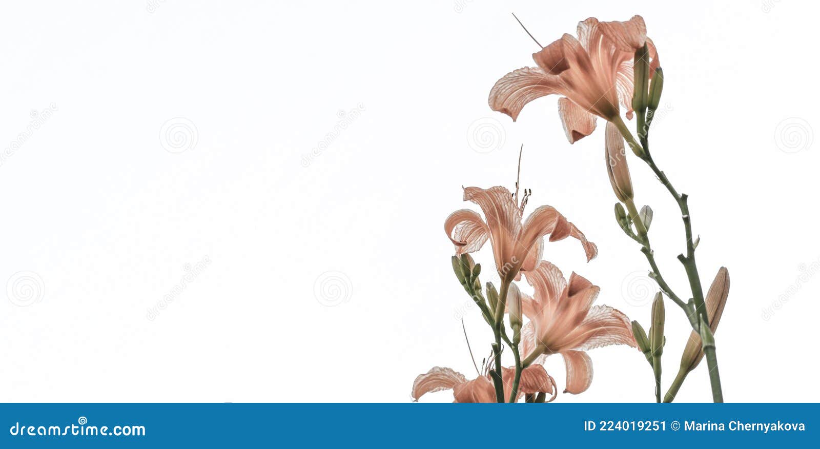 Lilies on a White Background with Unopened Buds. Stock Image - Image of ...