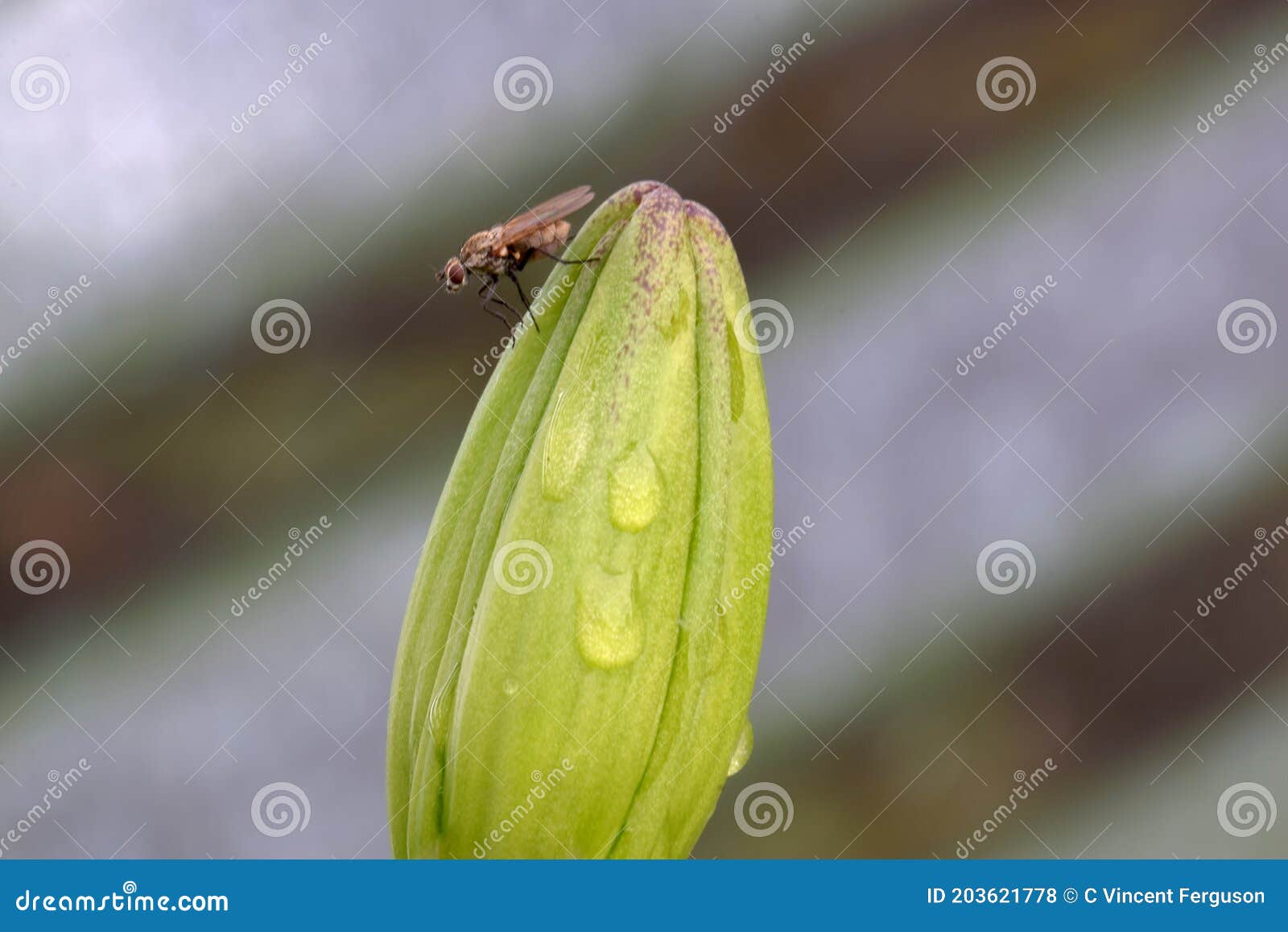 Lilium Bud Fly 01 stock photo. Image of nature, lily - 203621778