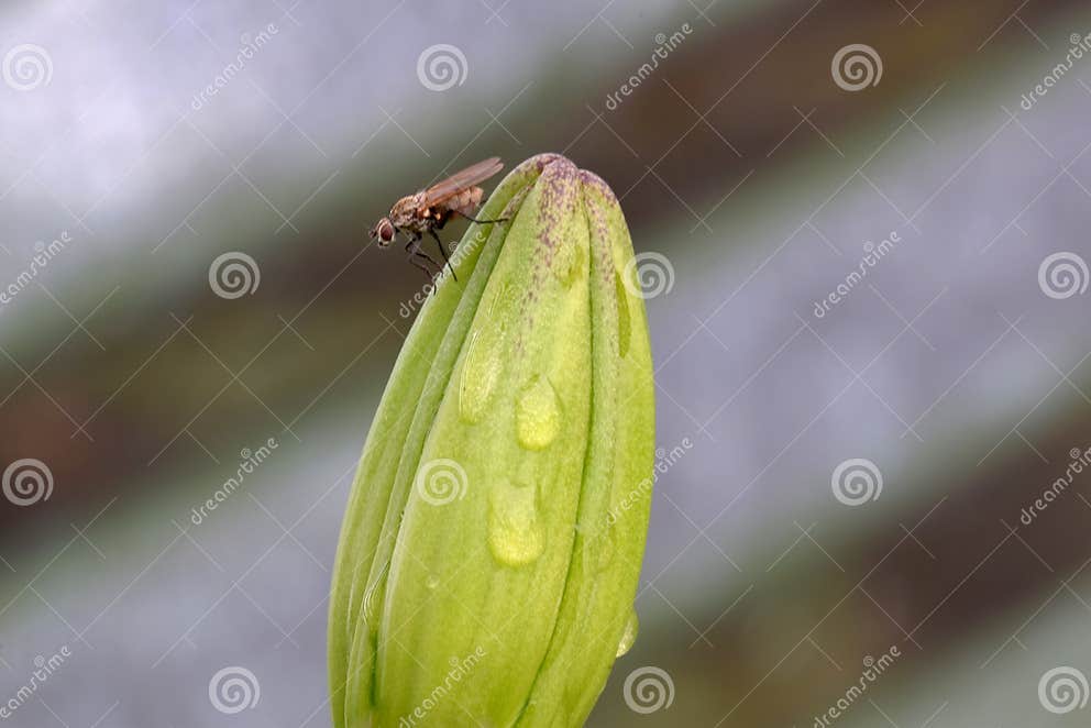 Lilium Bud Fly 01 stock photo. Image of nature, lily - 203621778